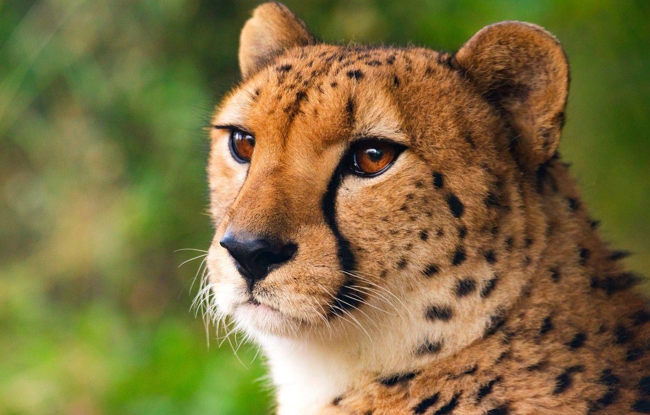 Cheetah Eyes Wallpapers - Top Free Cheetah Eyes Backgrounds ...