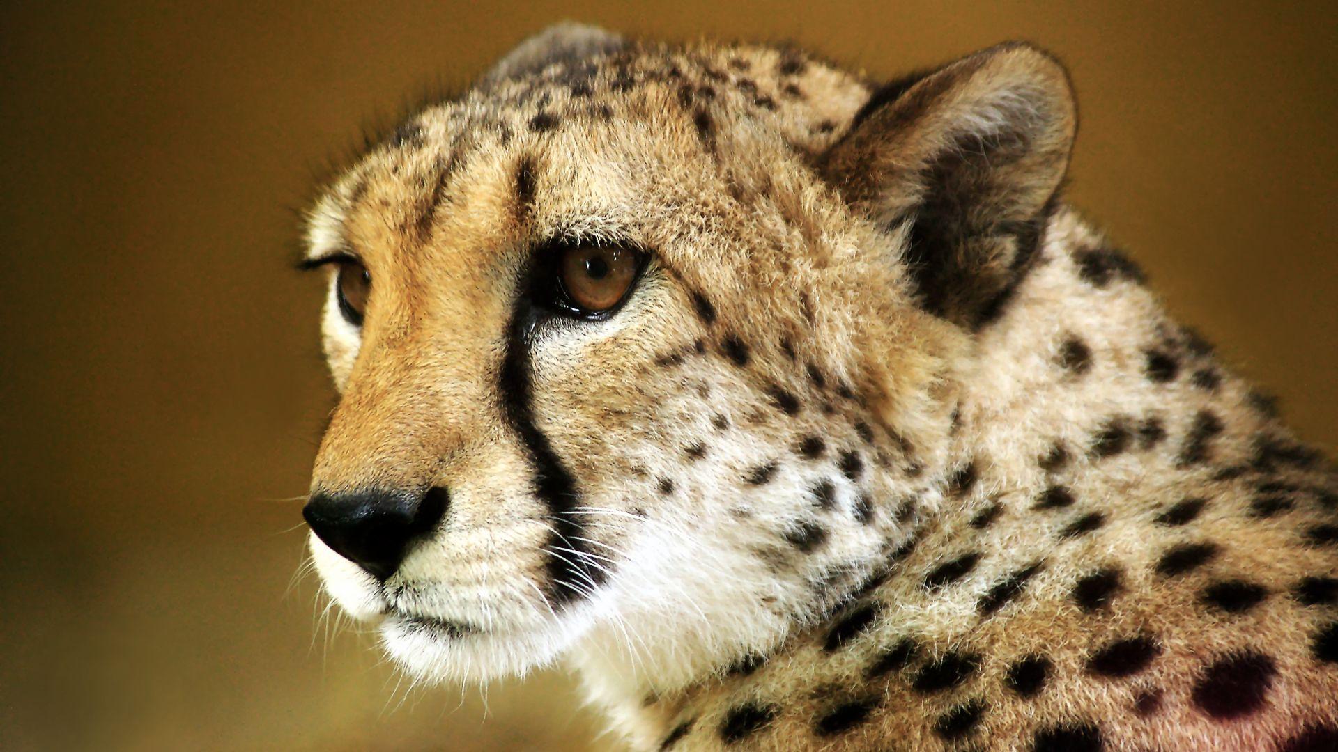 Cheetah Eyes Wallpapers - Top Free Cheetah Eyes Backgrounds ...