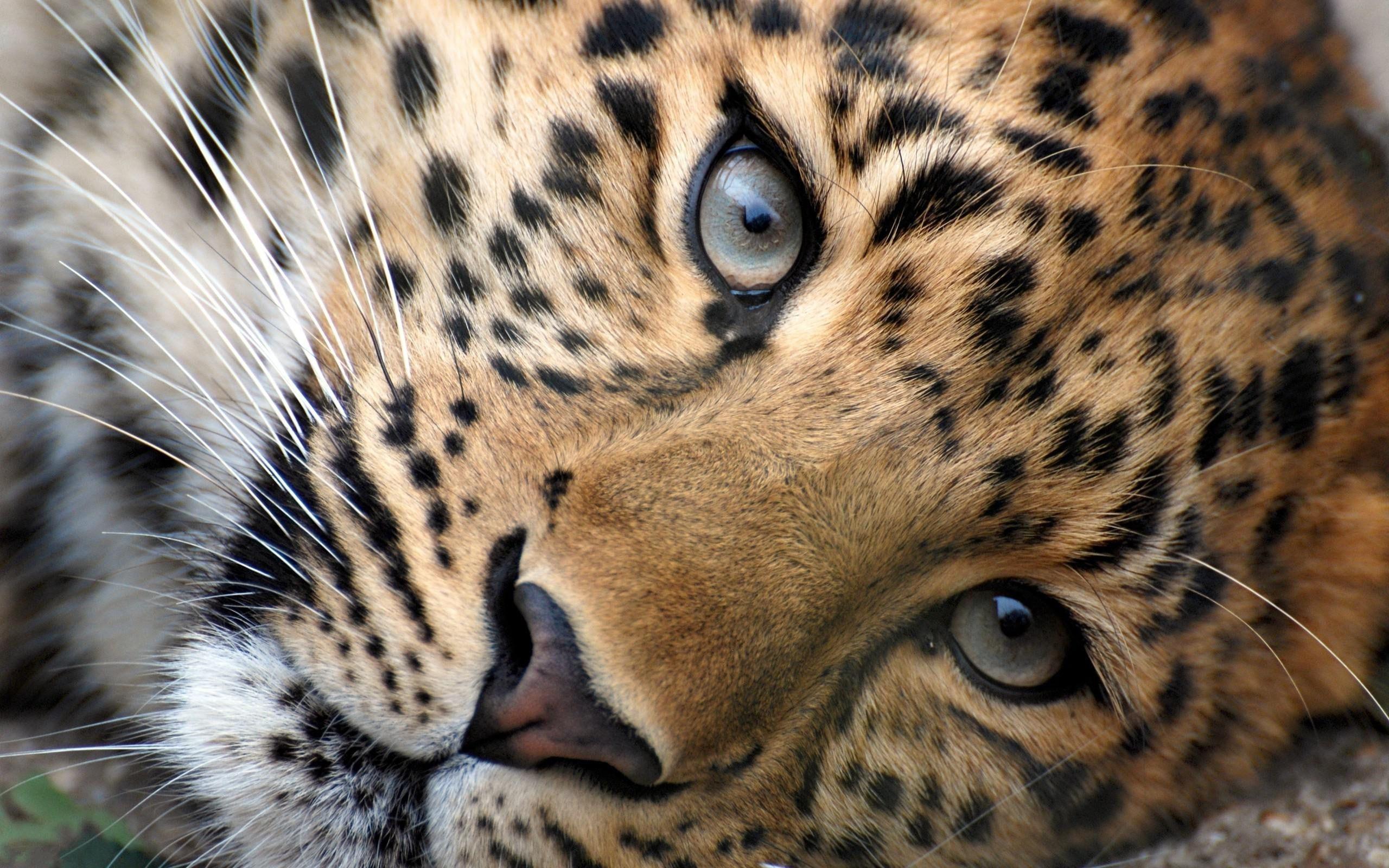 Cheetah Eyes Wallpapers - Top Free Cheetah Eyes Backgrounds ...