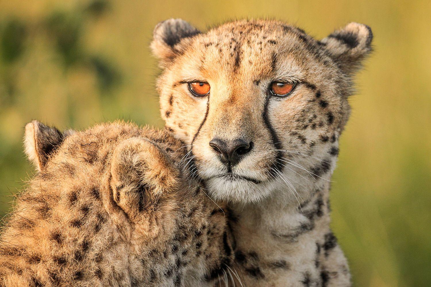 Cheetah Eyes Wallpapers - Top Free Cheetah Eyes Backgrounds ...