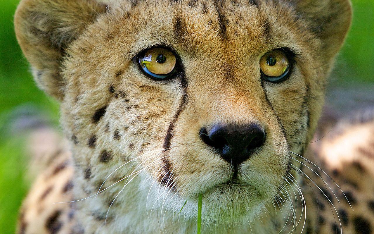 Cheetah Eyes Wallpapers - Top Free Cheetah Eyes Backgrounds ...