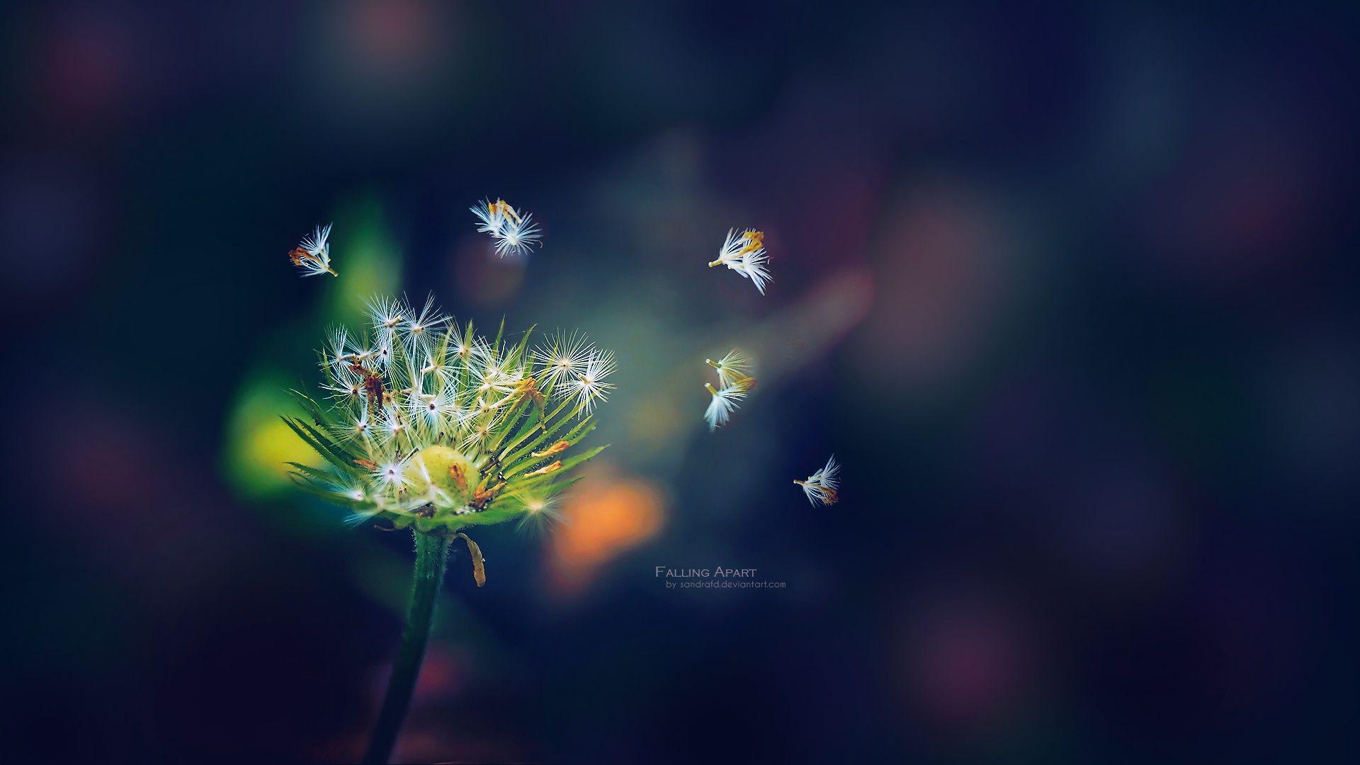 Uncomon Wallpapers - Top Free Uncomon Backgrounds - WallpaperAccess