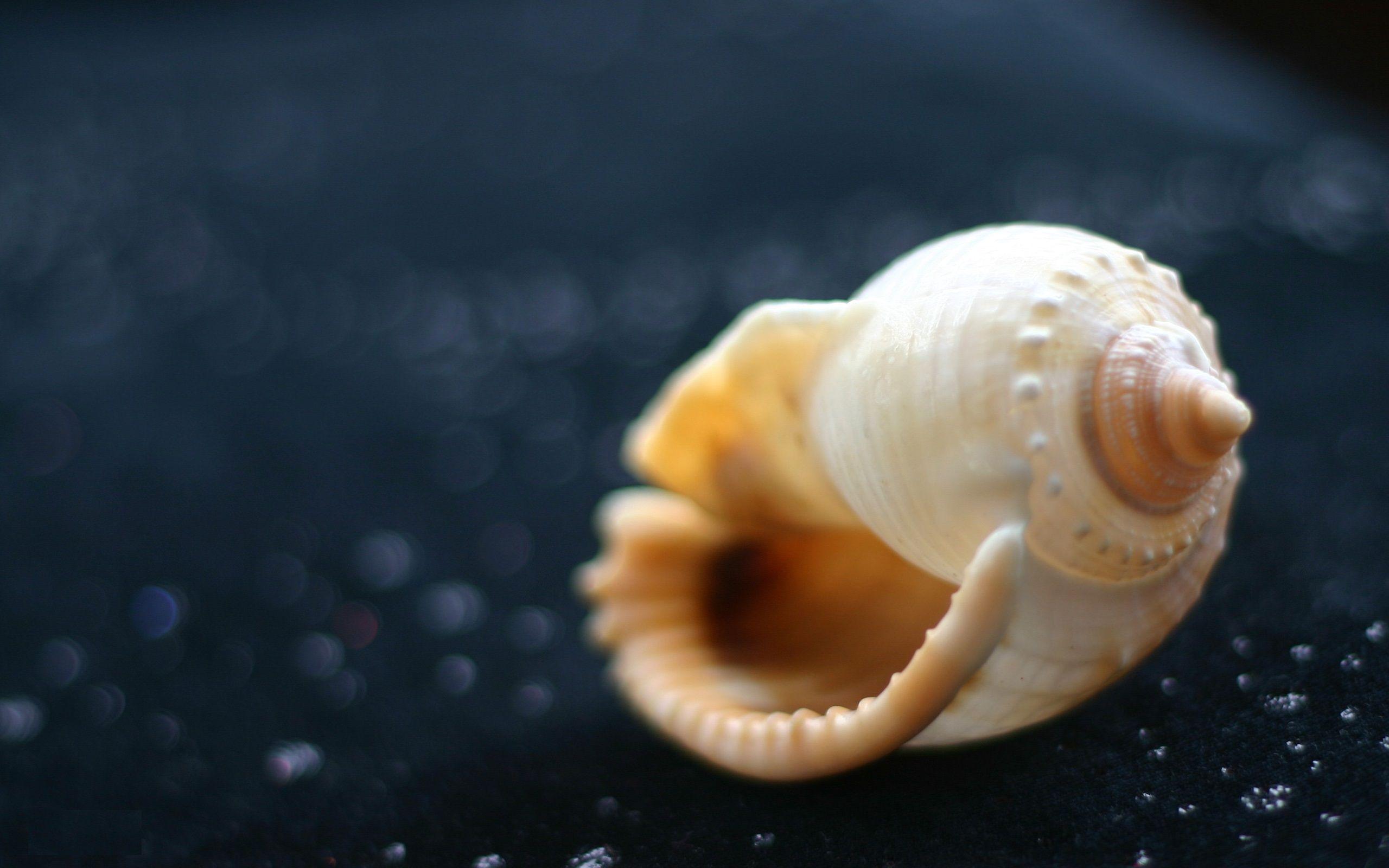 Uncomon Wallpapers - Top Free Uncomon Backgrounds - WallpaperAccess