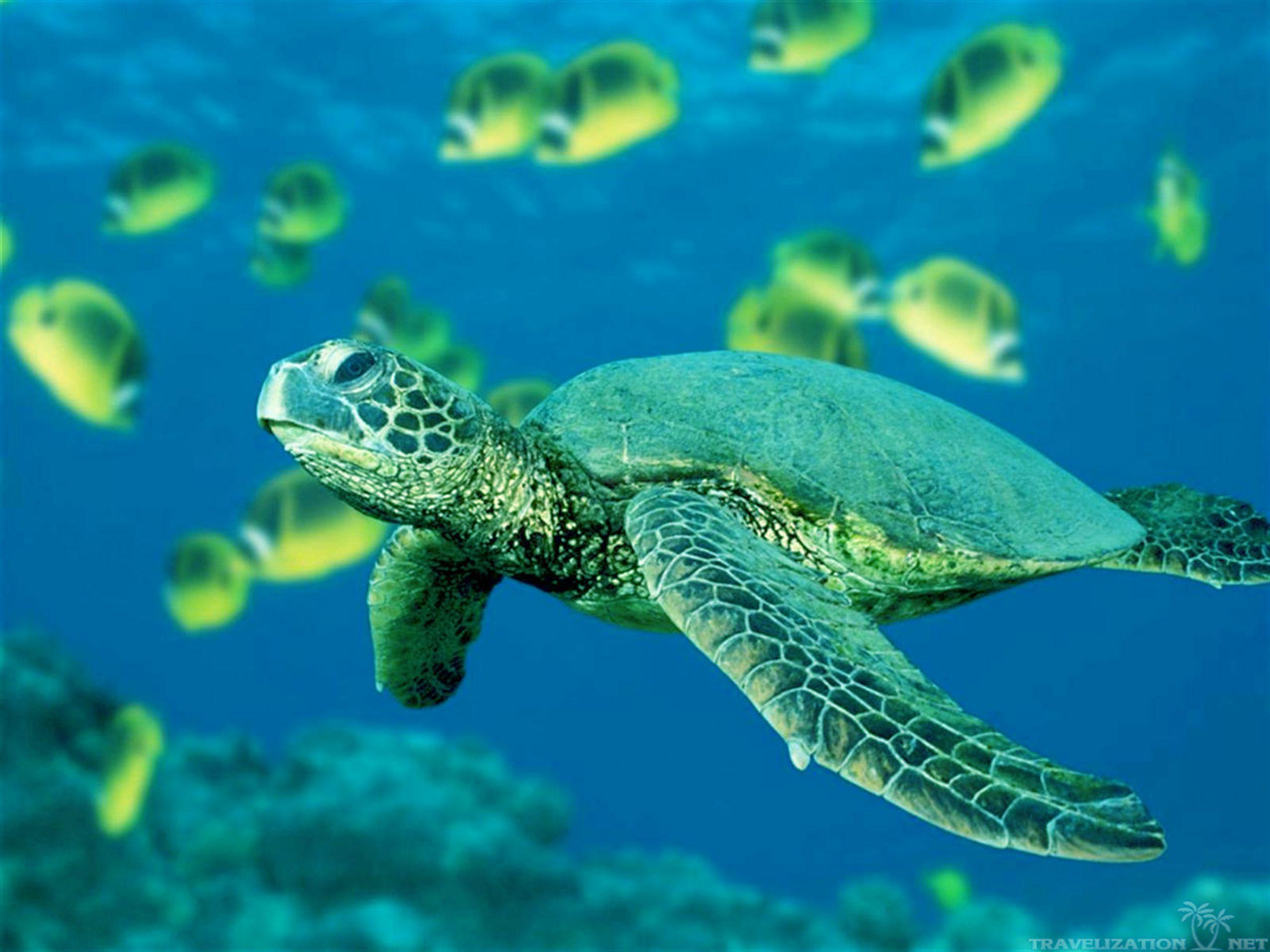 Sea Turtles Wallpapers - Top Free Sea Turtles Backgrounds - WallpaperAccess