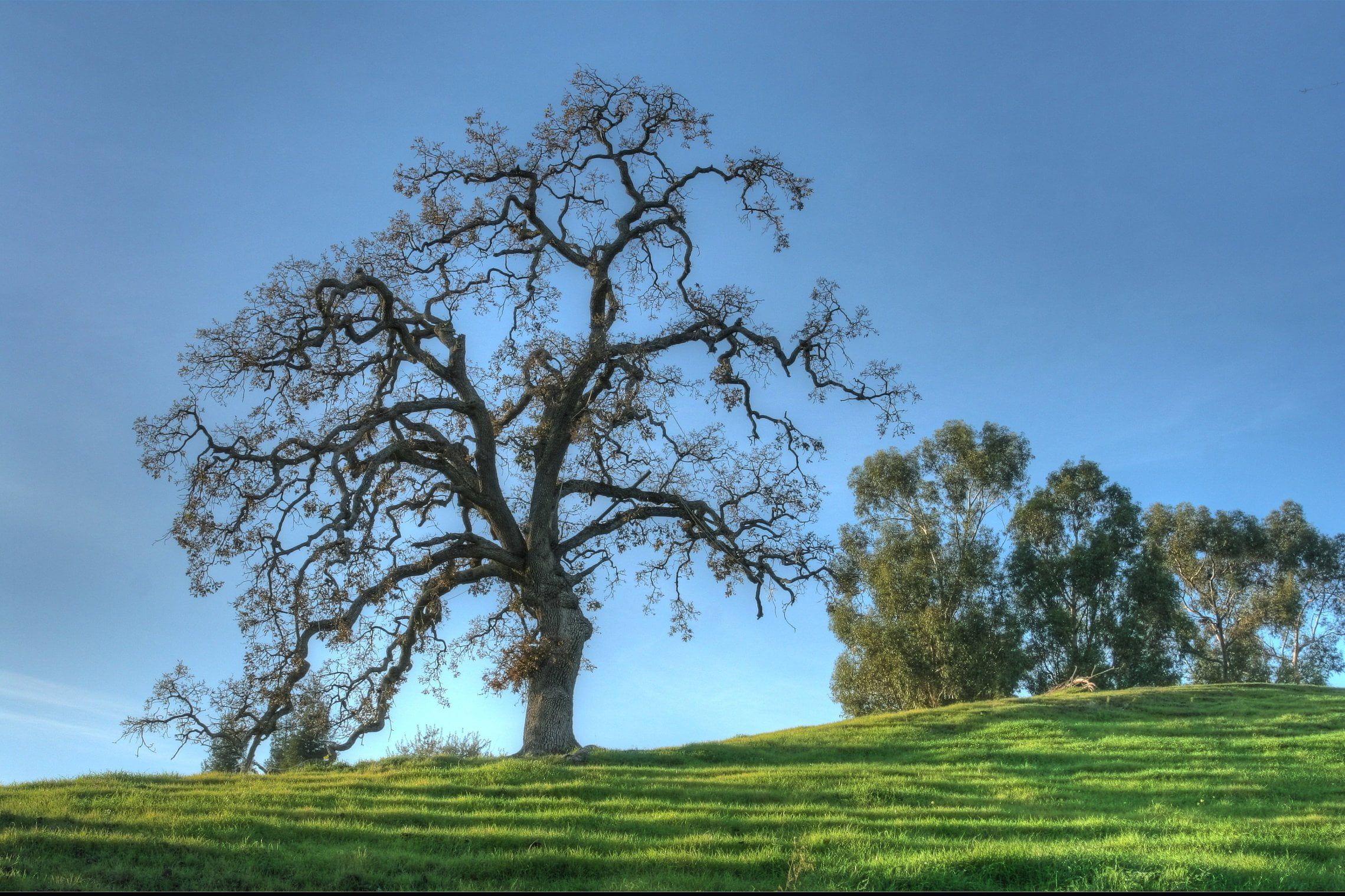 Under The Oak Tree Wallpapers - Top Free Under The Oak Tree Backgrounds ...