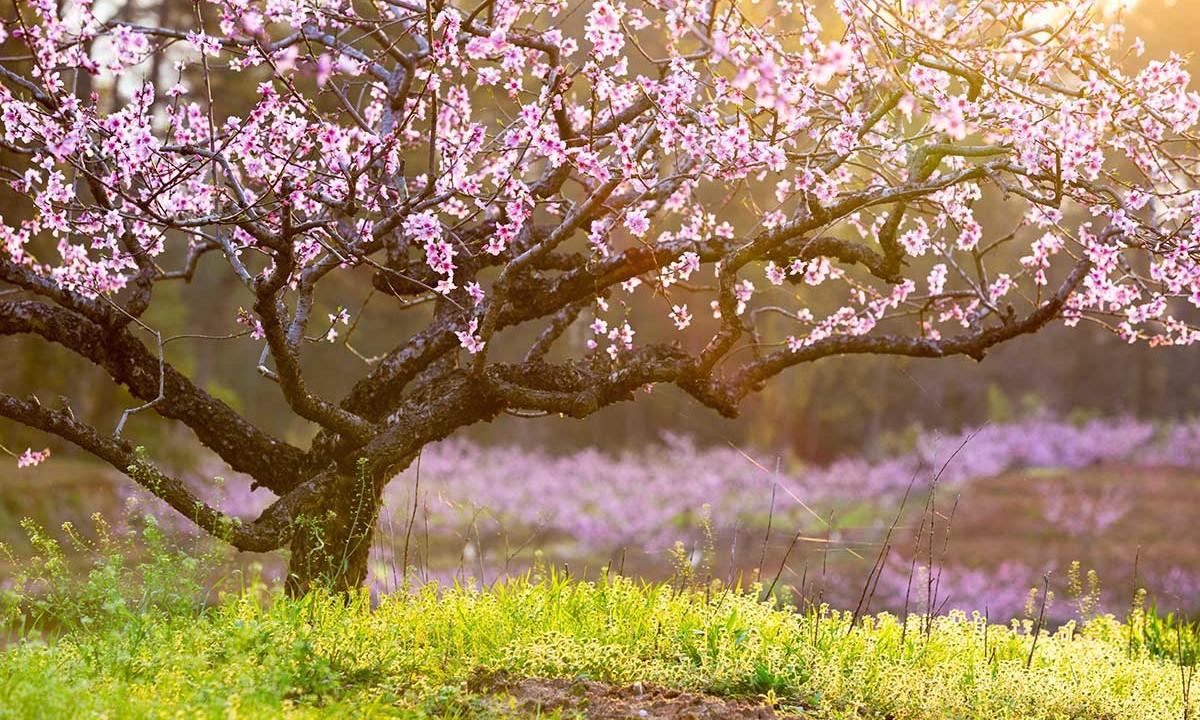 Spring Trees Wallpapers - Top Free Spring Trees Backgrounds ...