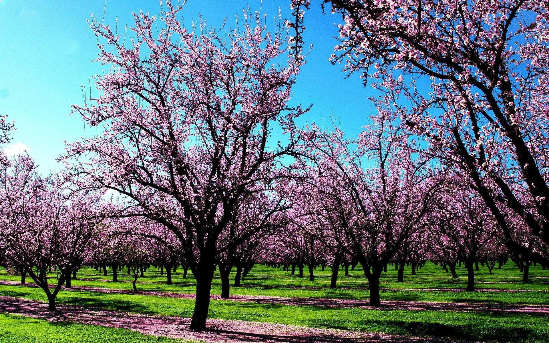 Spring Trees Wallpapers - Top Free Spring Trees Backgrounds ...