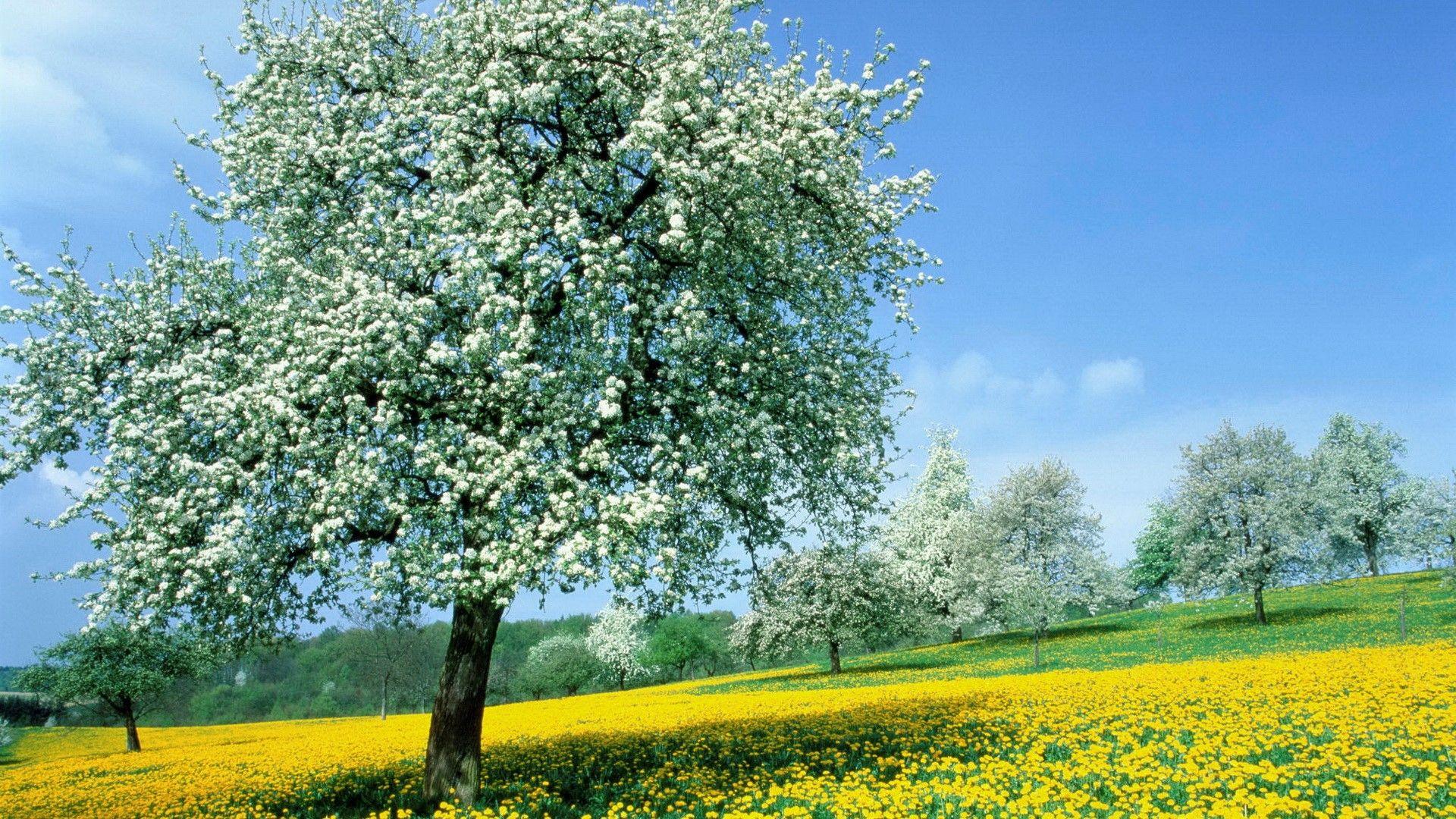 Spring Trees Wallpapers - Top Free Spring Trees Backgrounds ...