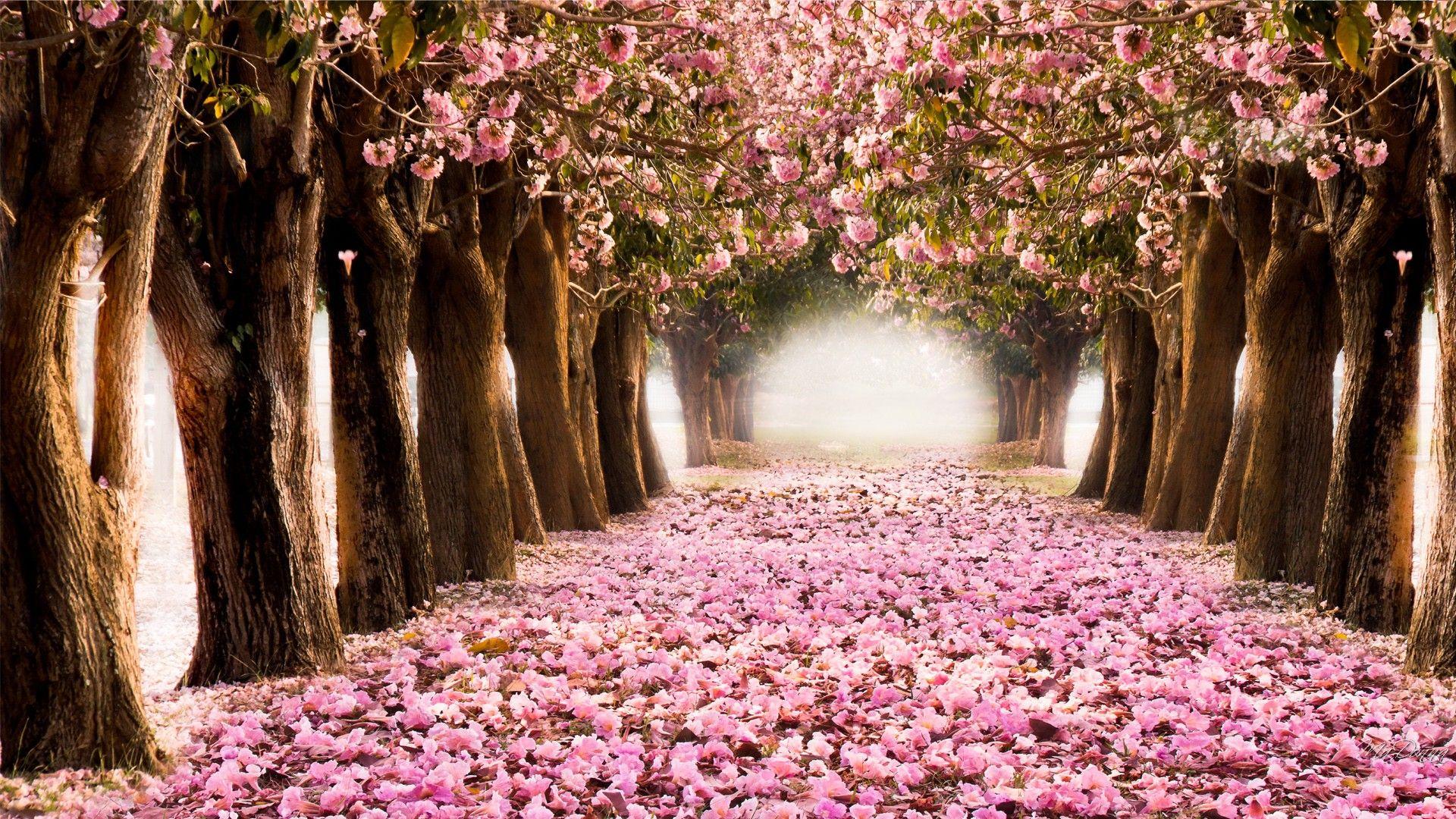 Spring Trees Wallpapers - Top Free Spring Trees Backgrounds ...