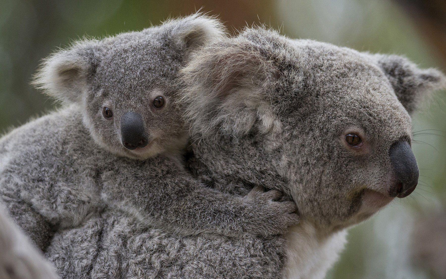 Koala HD Wallpapers - Top Free Koala HD Backgrounds - WallpaperAccess