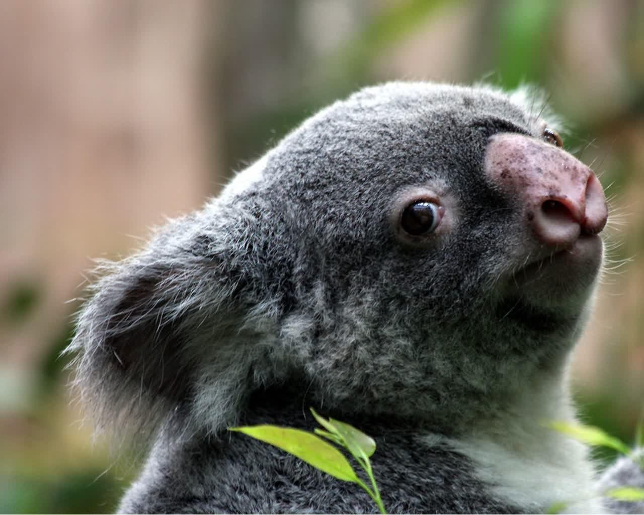 Koala Bear Wallpapers - Top Free Koala Bear Backgrounds - WallpaperAccess