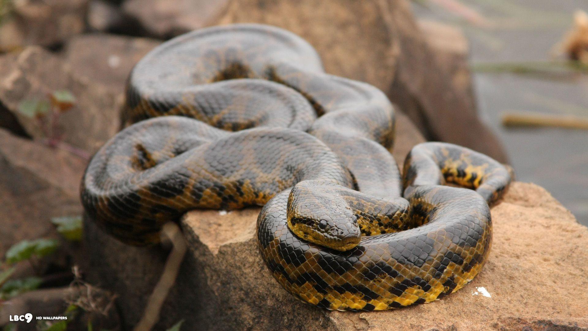 Anaconda Snake Wallpapers - Top Free Anaconda Snake Backgrounds ...