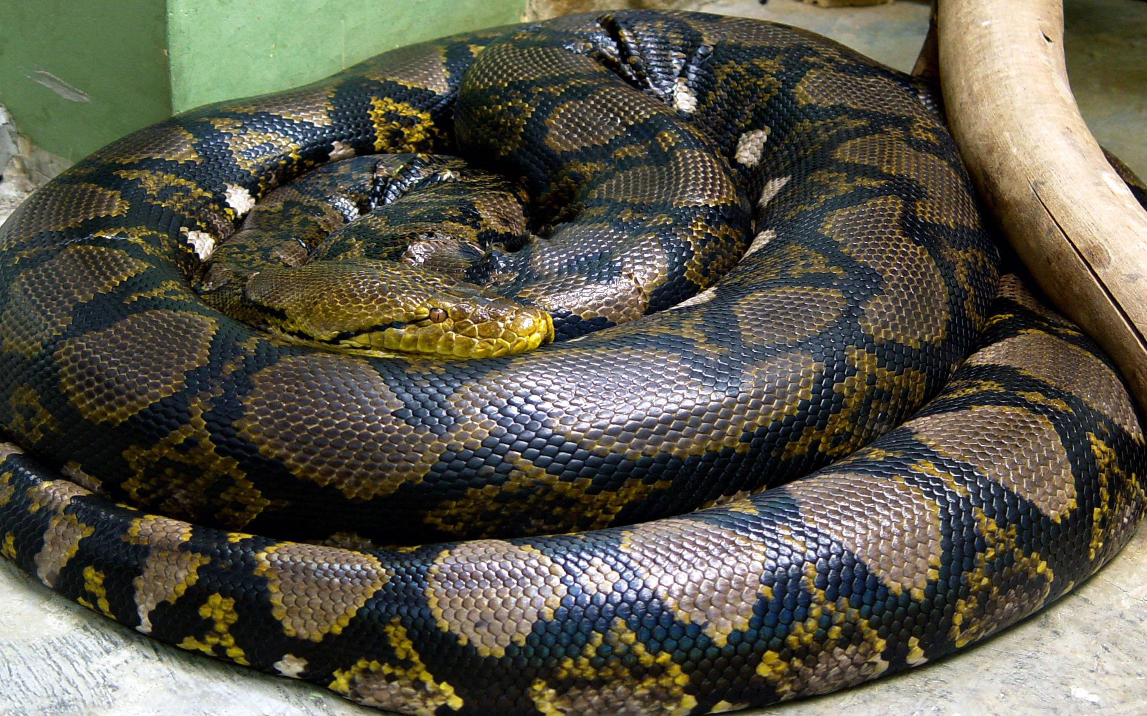 Anaconda Snake Wallpapers - Top Free Anaconda Snake Backgrounds ... Anaconda Snake Wallpapers - Top Free Anaconda Snake Backgrounds ...