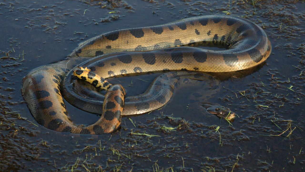 Anaconda Snake Wallpapers - Top Free Anaconda Snake Backgrounds ...