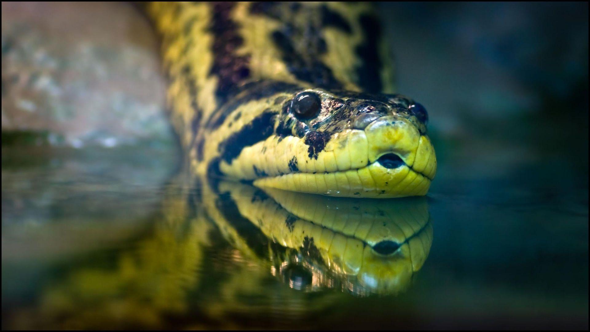 Anaconda Snake Wallpapers - Top Free Anaconda Snake Backgrounds ...