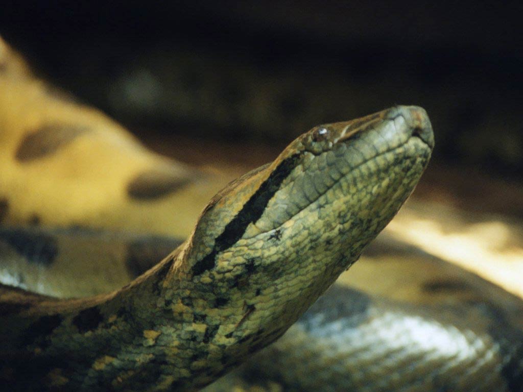 Anaconda Snake Wallpapers - Top Free Anaconda Snake Backgrounds ...