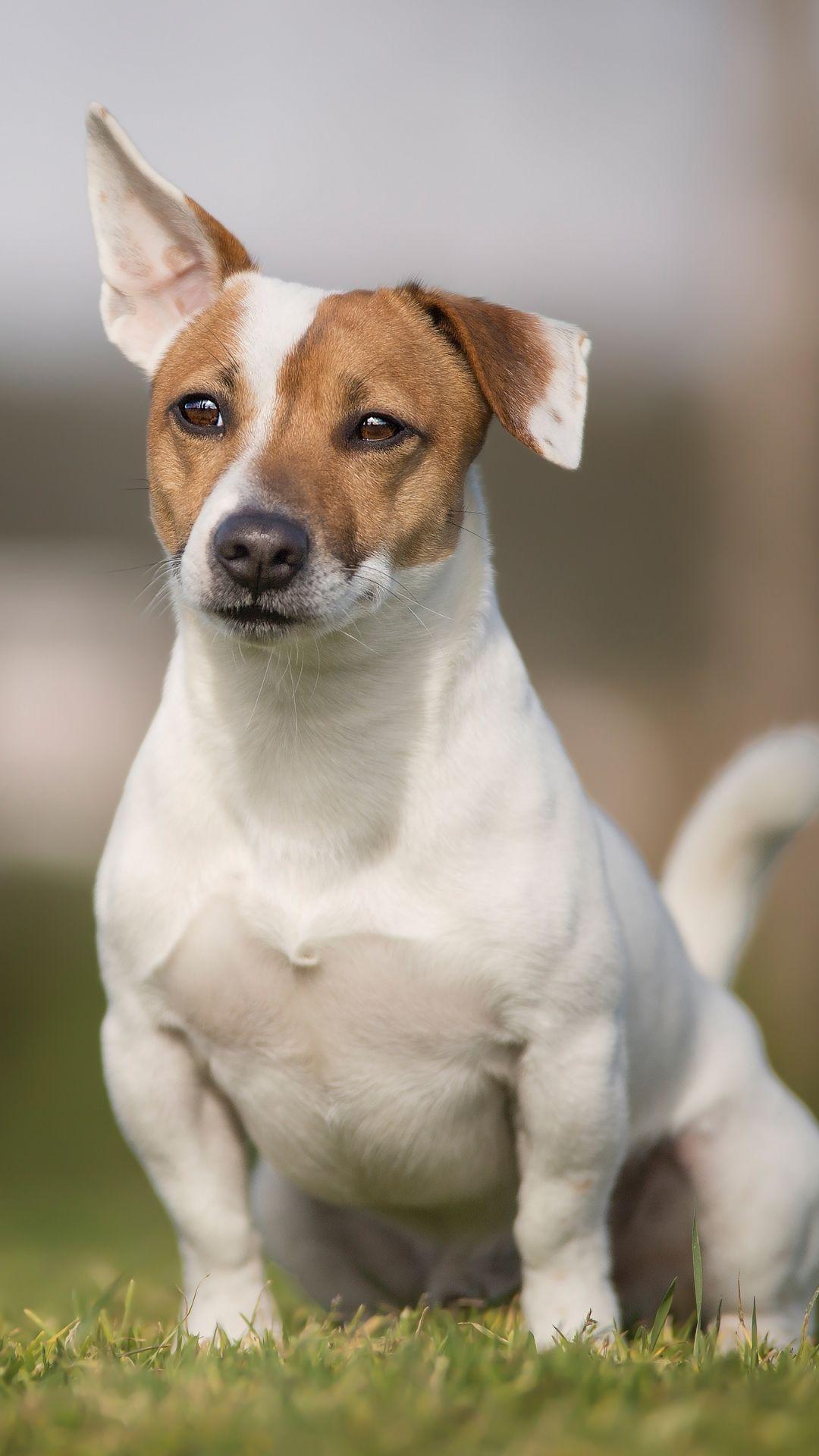 Jack Russell Wallpapers - Top Free Jack Russell Backgrounds ...