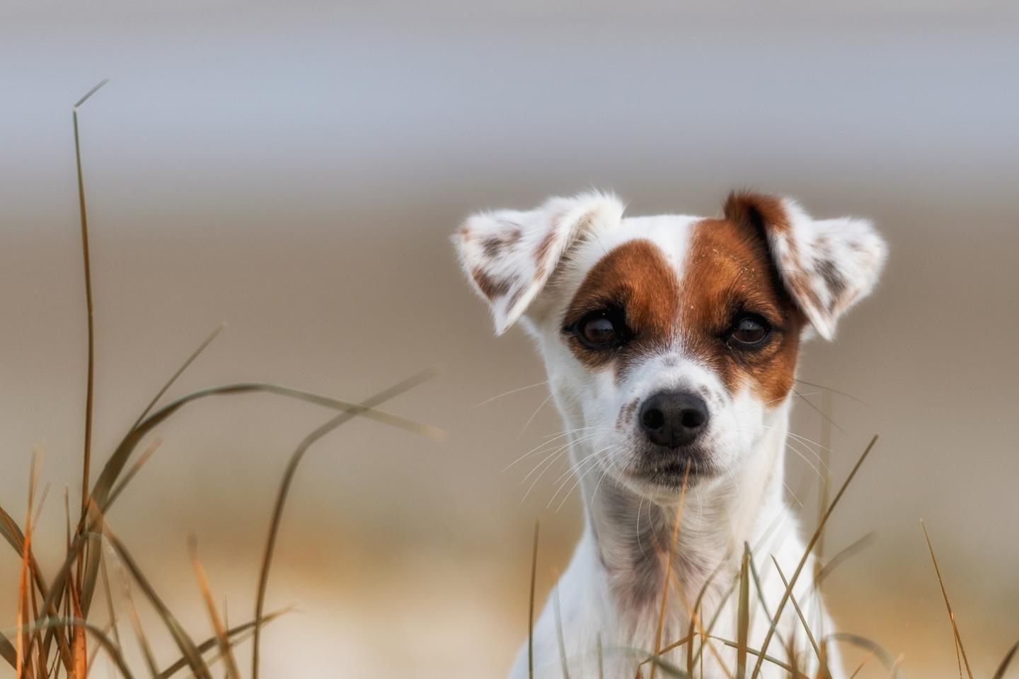 Jack Russell Wallpapers - Top Free Jack Russell Backgrounds ...