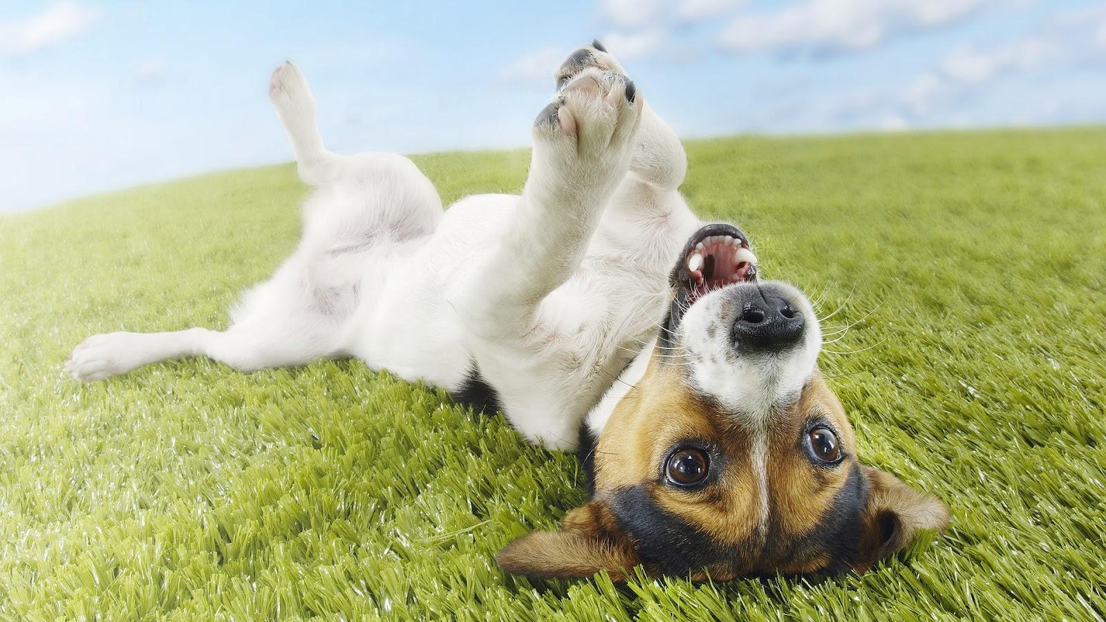 Jack Russell Terrier Wallpapers - Top Free Jack Russell Terrier ...