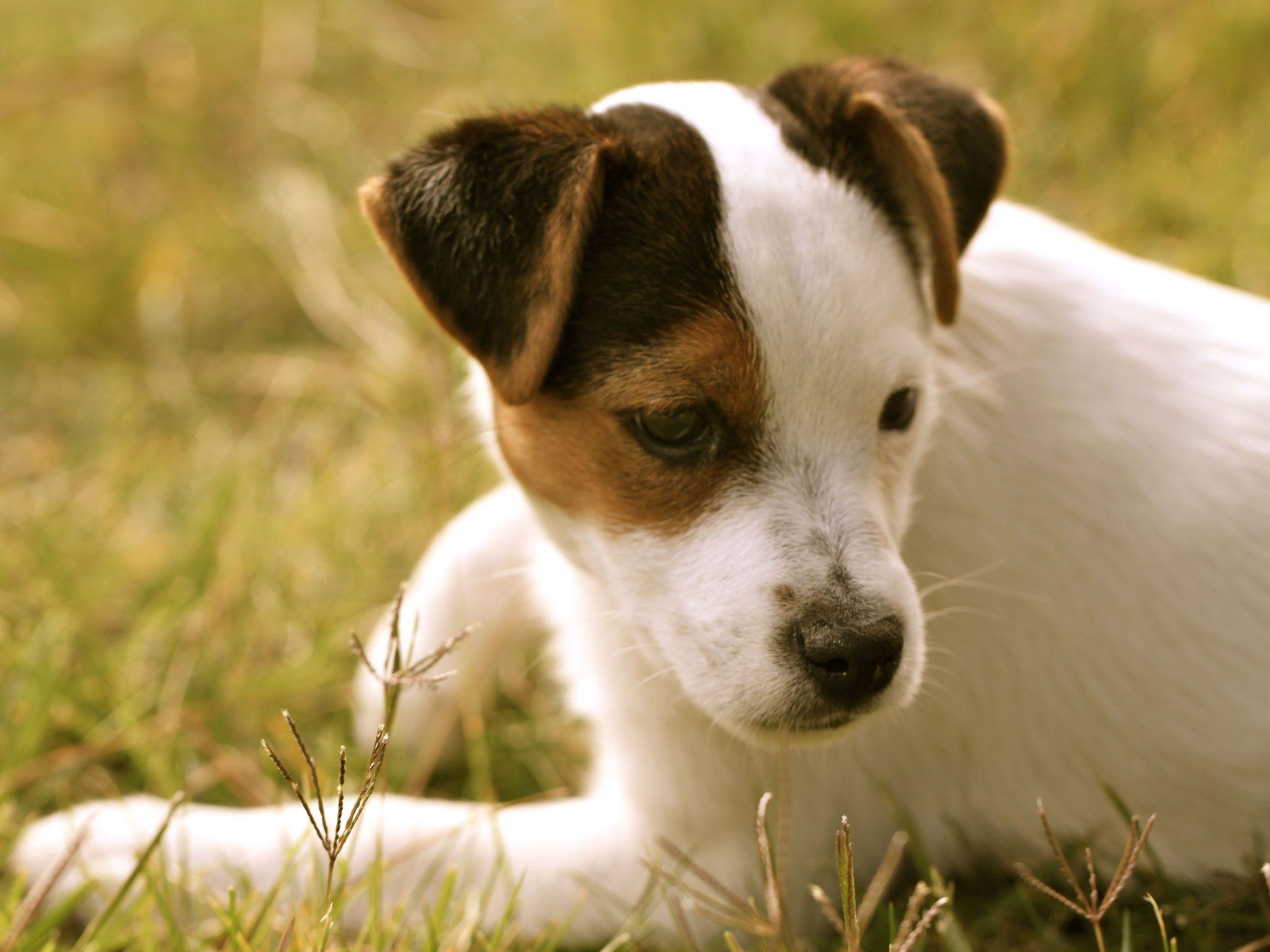 Jack Russell Wallpapers - Top Free Jack Russell Backgrounds ...