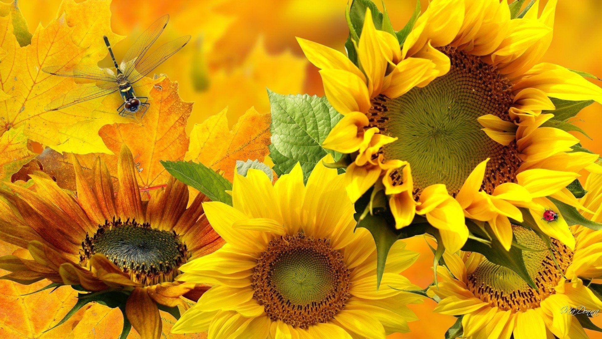 Sunflower with Dragonfly Wallpapers - Top Free Sunflower with Dragonfly ...