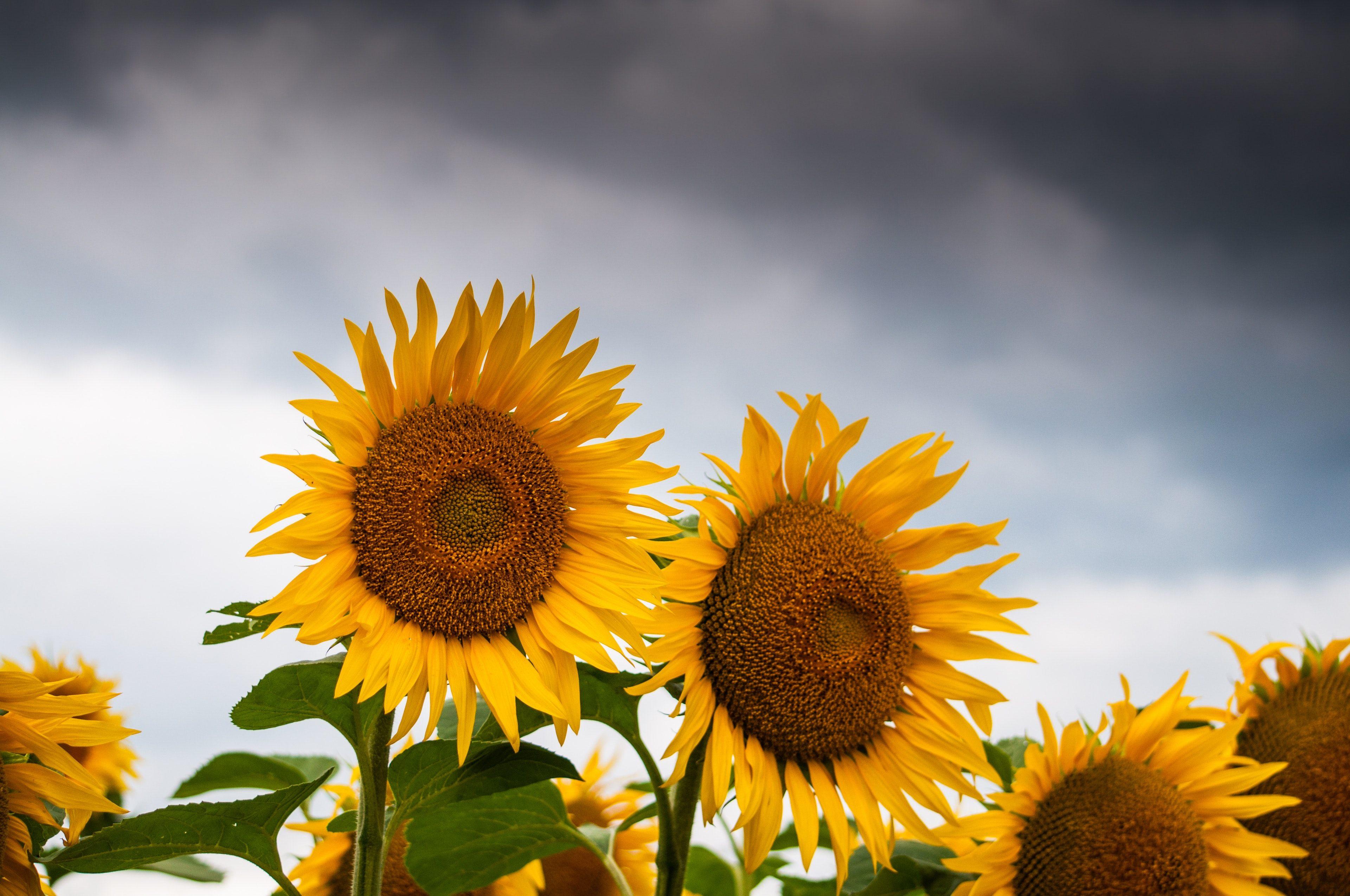 Cute Sunflower Wallpapers - Top Free Cute Sunflower Backgrounds ...