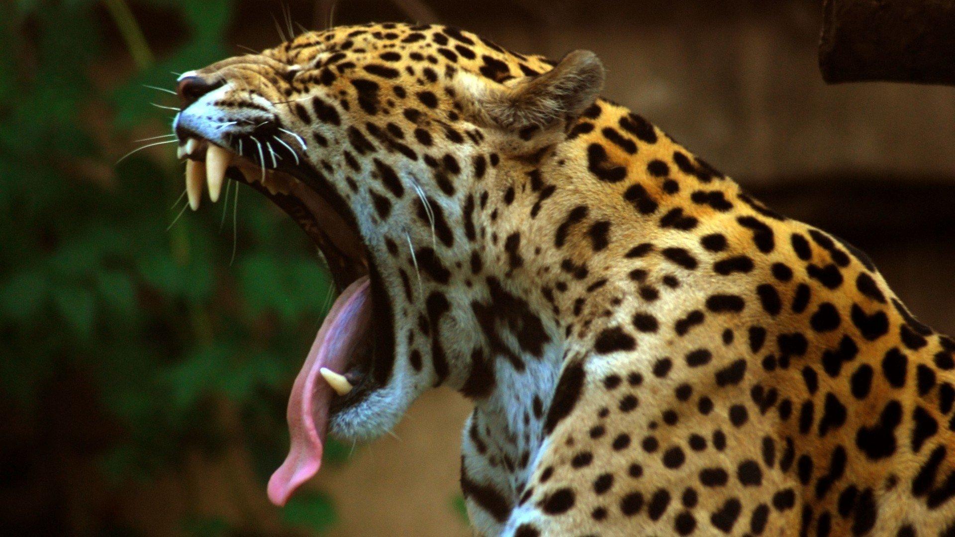 HD Leopard Wallpapers - Top Free HD Leopard Backgrounds - WallpaperAccess