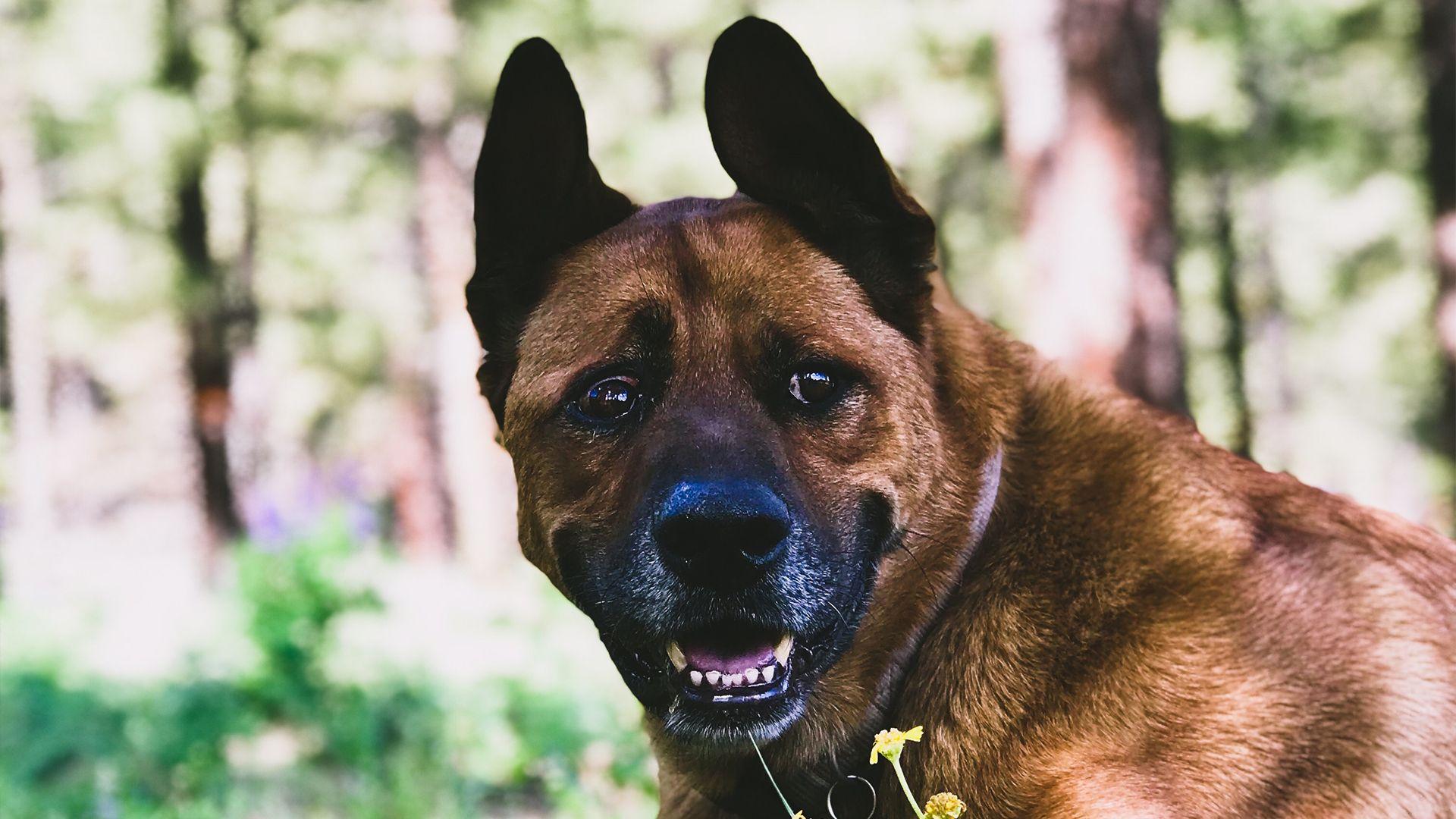 Smile Dog Wallpapers - Top Free Smile Dog Backgrounds - WallpaperAccess