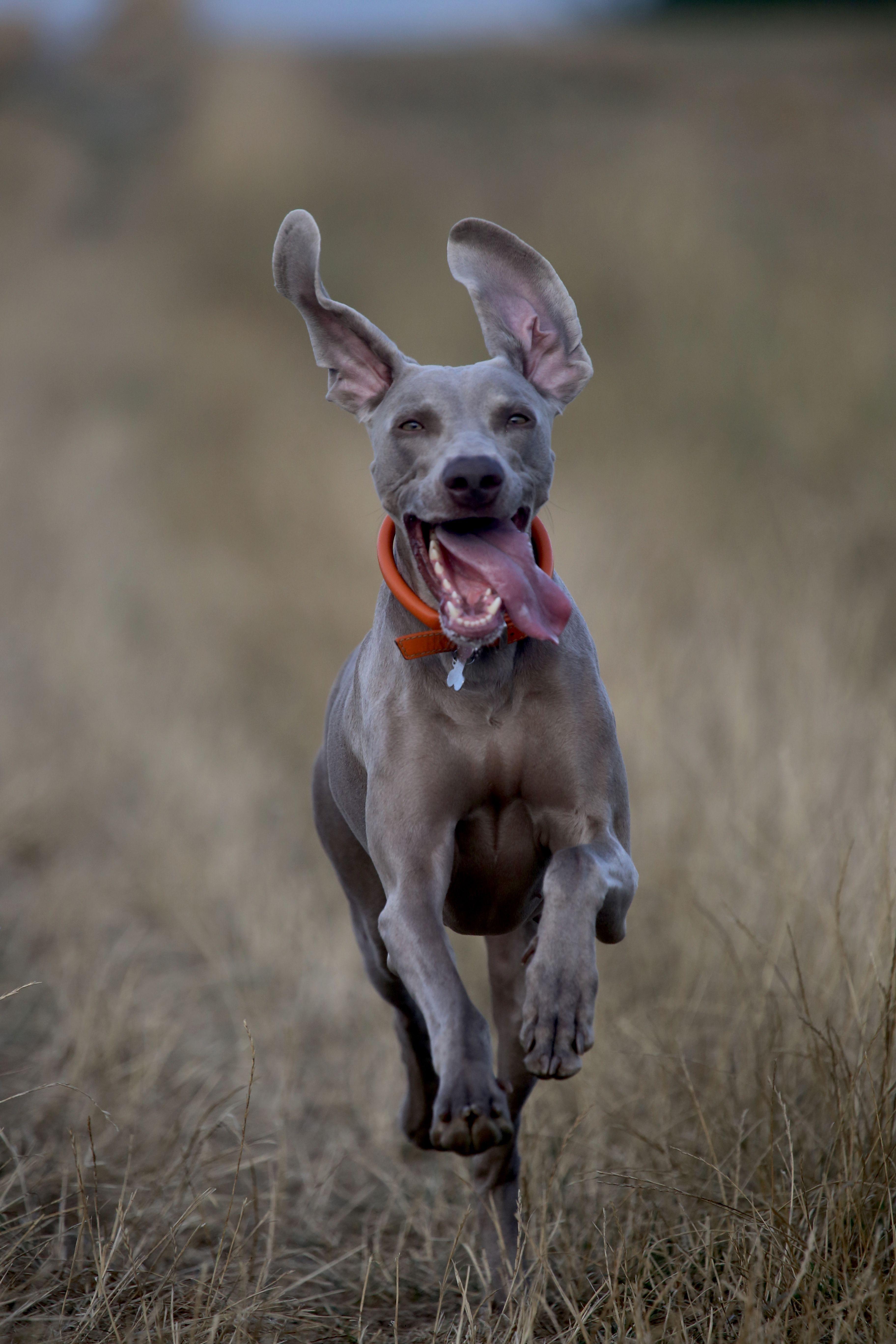 Smile Dog Wallpapers - Top Free Smile Dog Backgrounds - WallpaperAccess