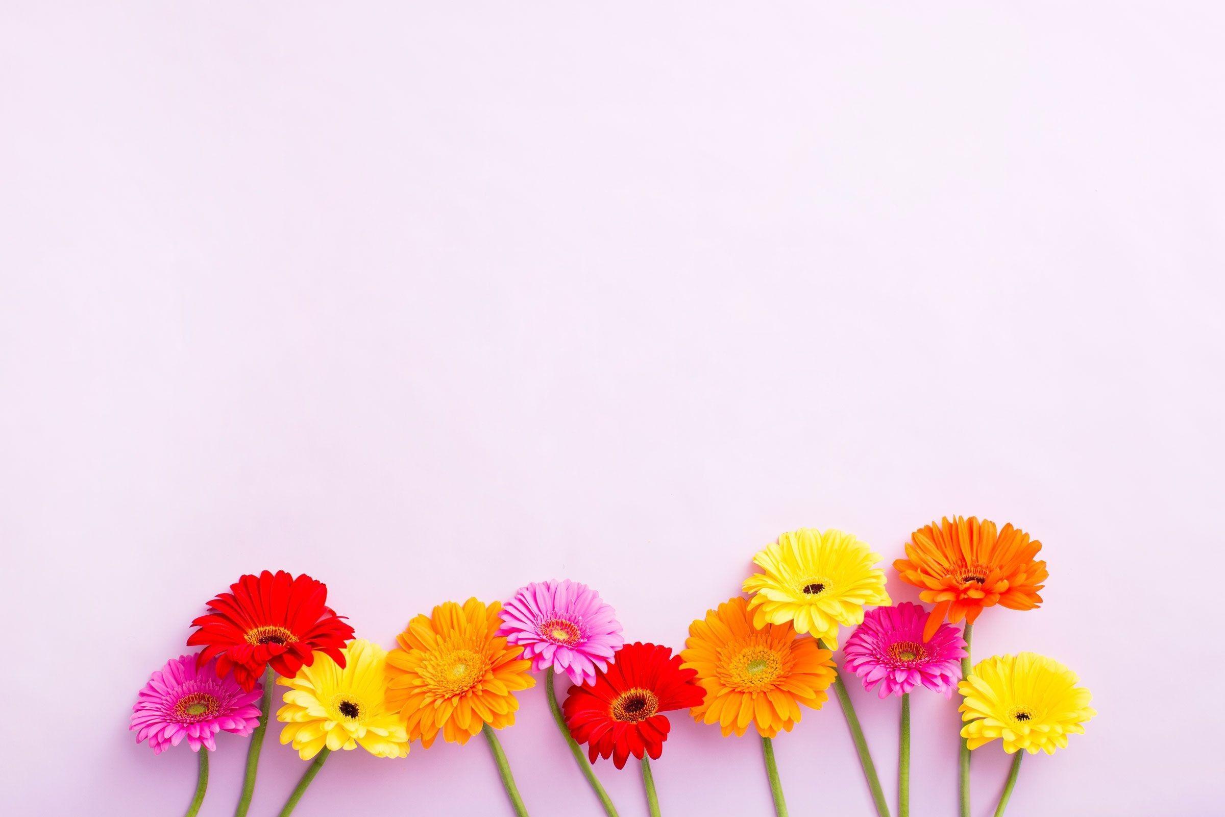 Flower Minimalist Desktop Wallpapers - Top Free Flower Minimalist ...