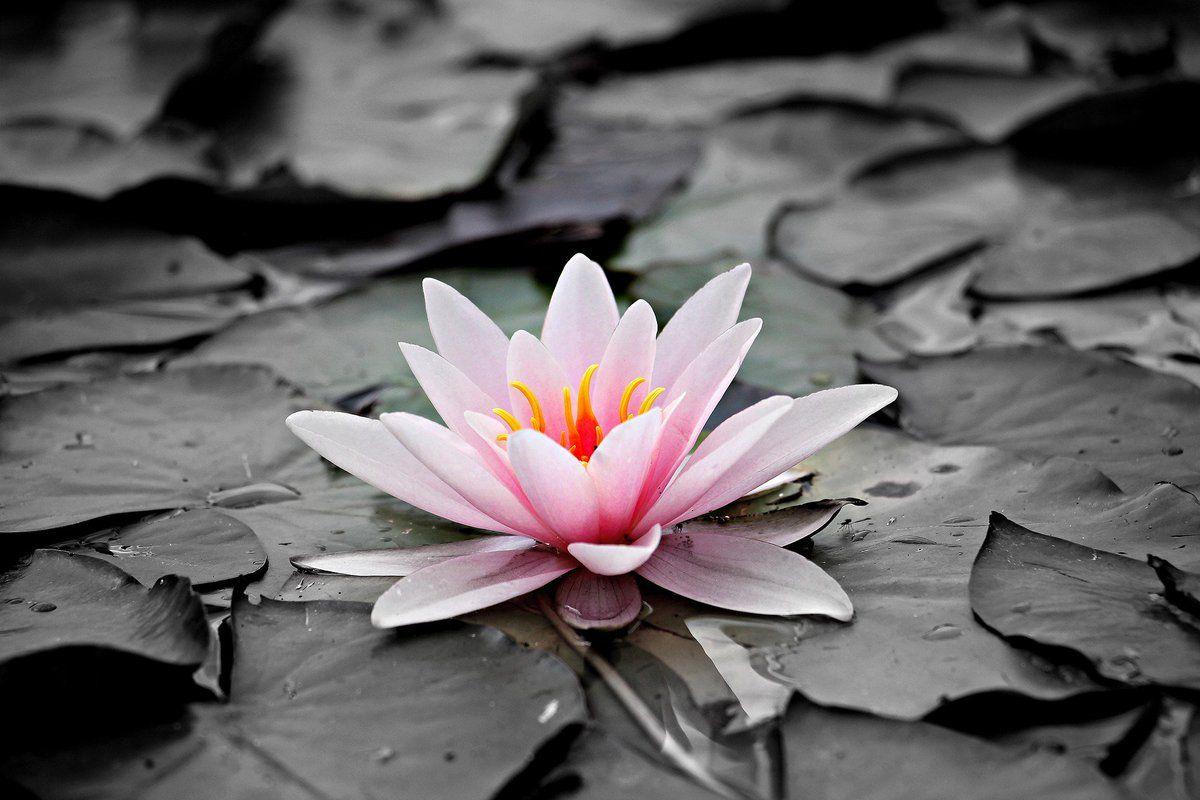 16k Nature Wallpapers - Top Free 16k Nature Backgrounds - WallpaperAccess
