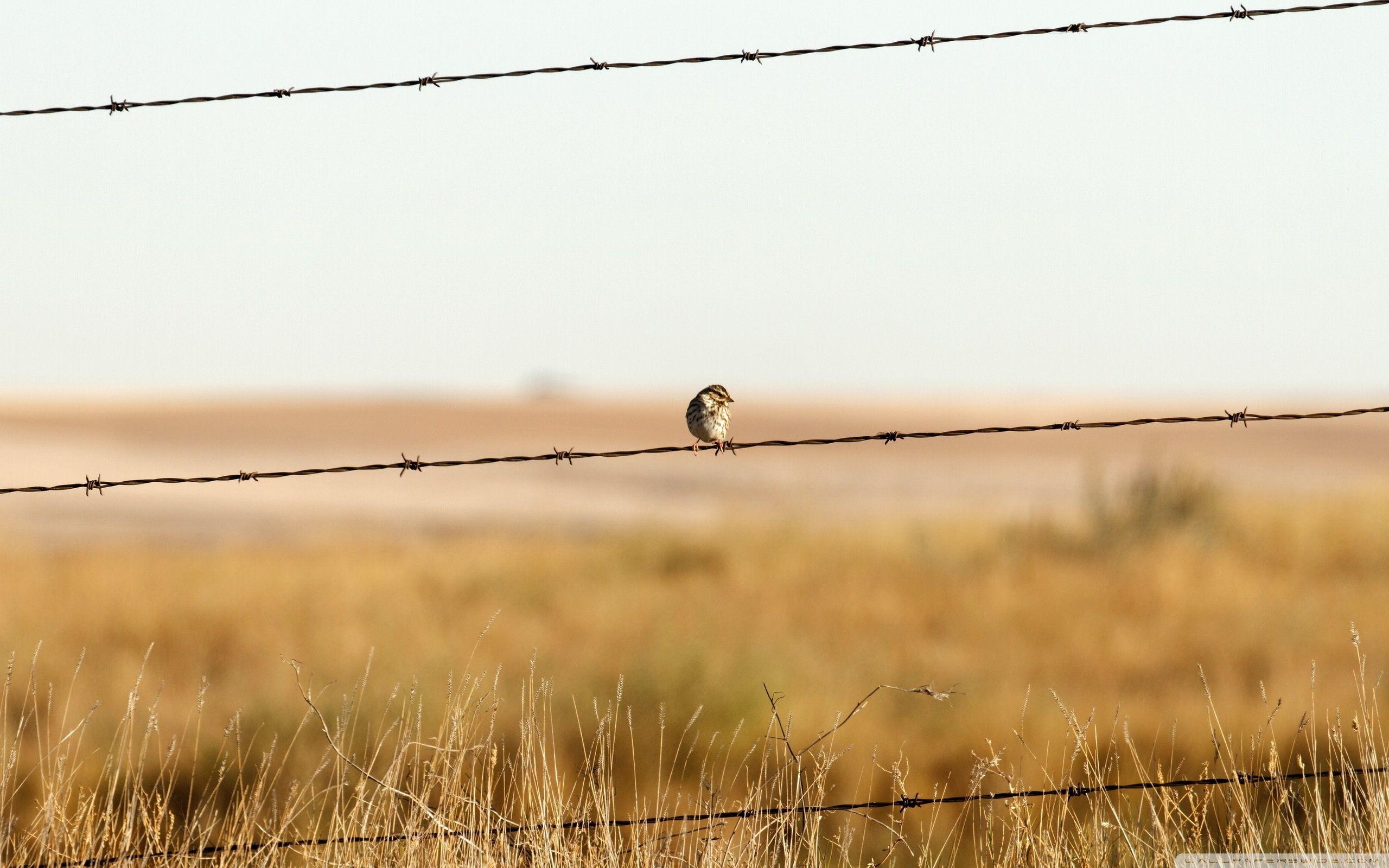 Barbed Wire Fences Wallpapers - Top Free Barbed Wire Fences Backgrounds ...