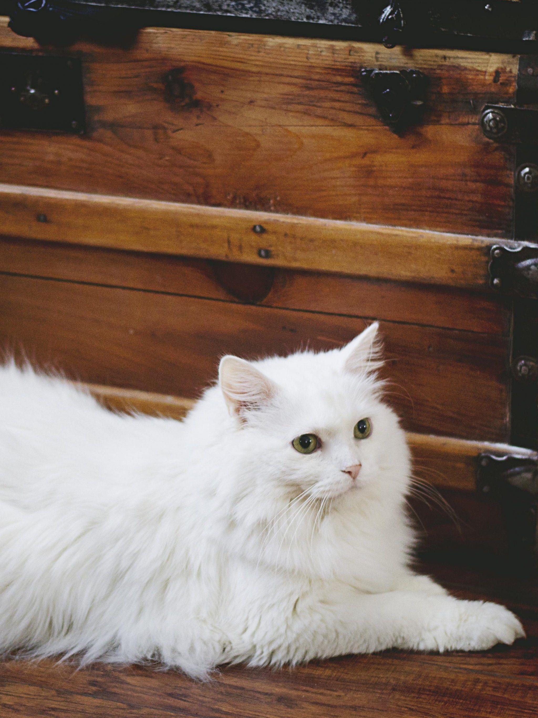White Cat HD Wallpapers - Top Free White Cat HD Backgrounds ...