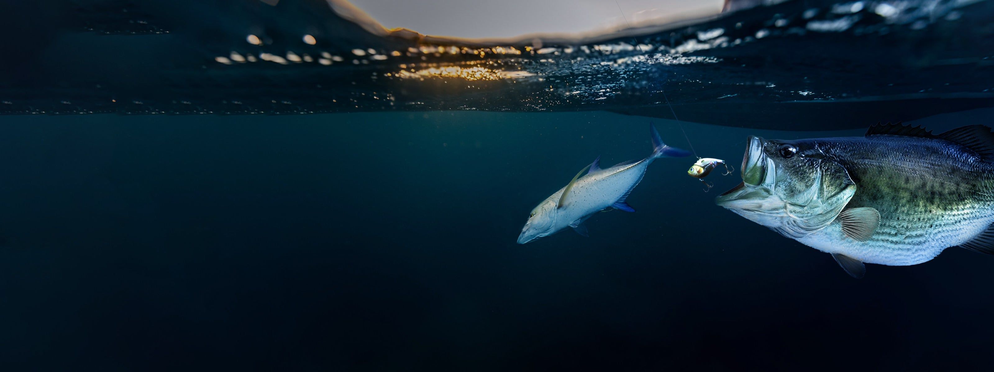 Lure Wallpapers - Top Free Lure Backgrounds - WallpaperAccess