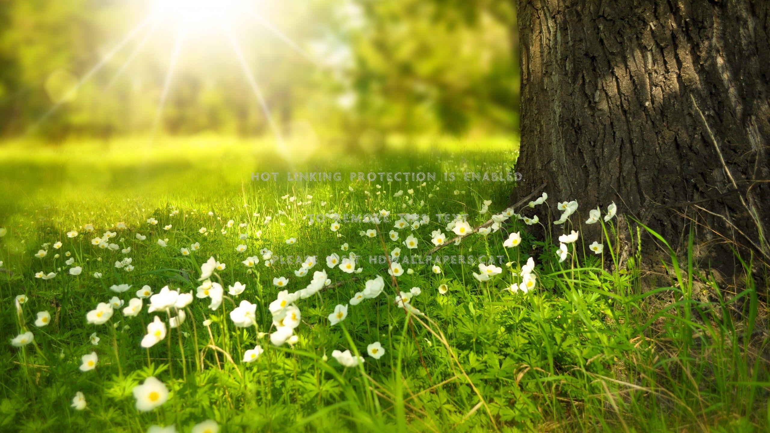 Sunshine HD Wallpapers - Top Free Sunshine HD Backgrounds - WallpaperAccess