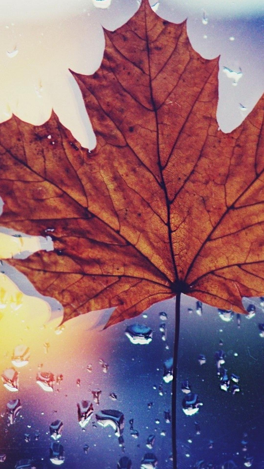 One Leaf Wallpapers - Top Free One Leaf Backgrounds - WallpaperAccess