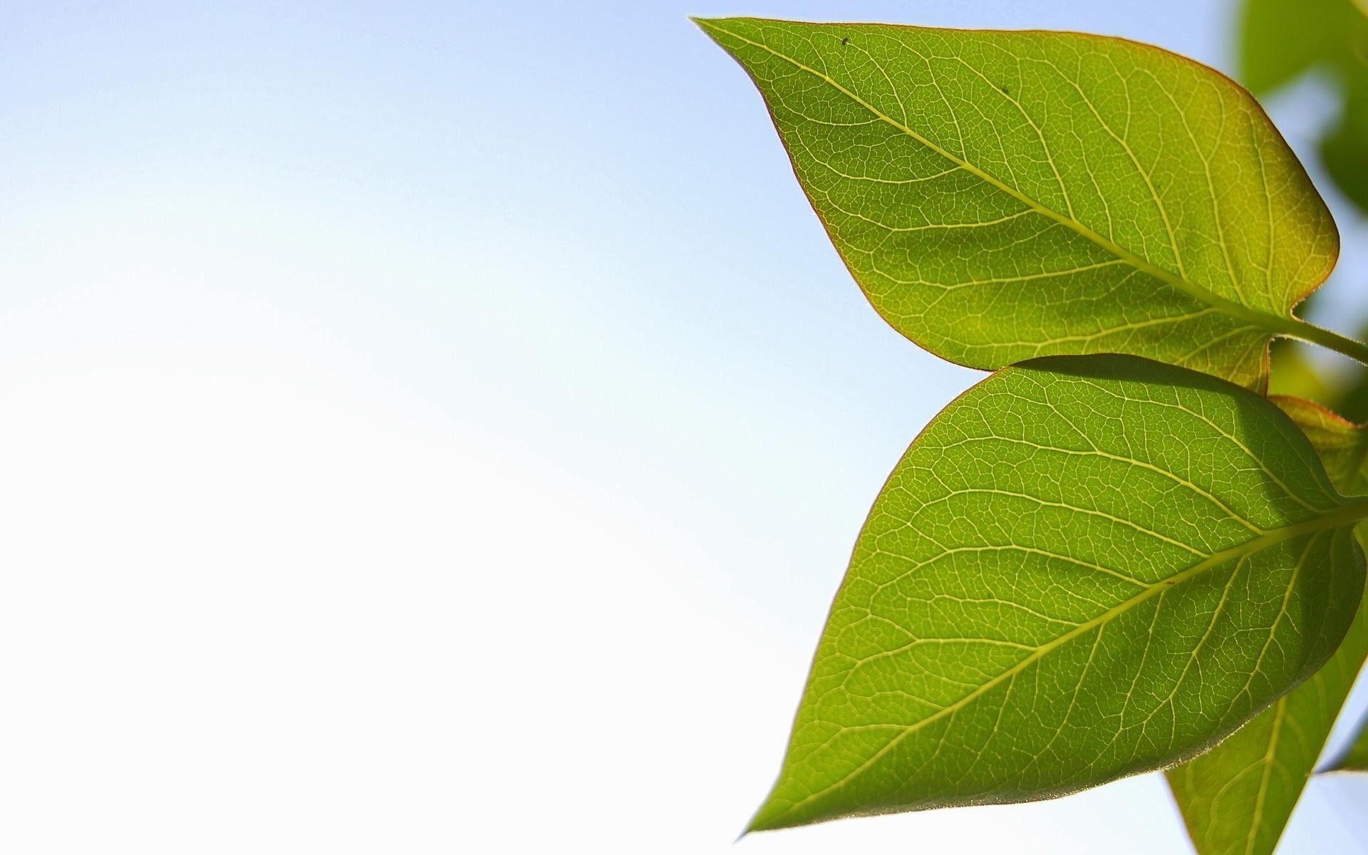 One Leaf Wallpapers - Top Free One Leaf Backgrounds - WallpaperAccess