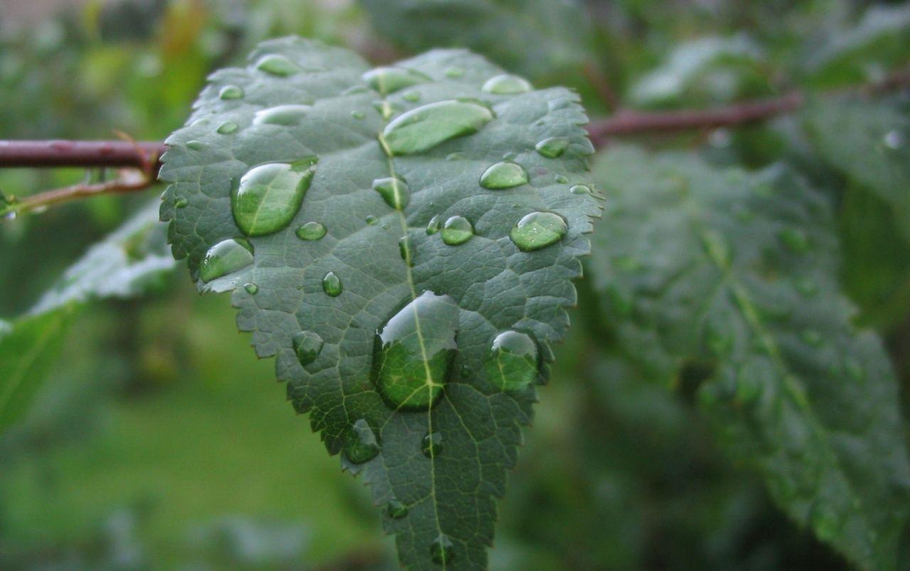 One Leaf Wallpapers - Top Free One Leaf Backgrounds - WallpaperAccess