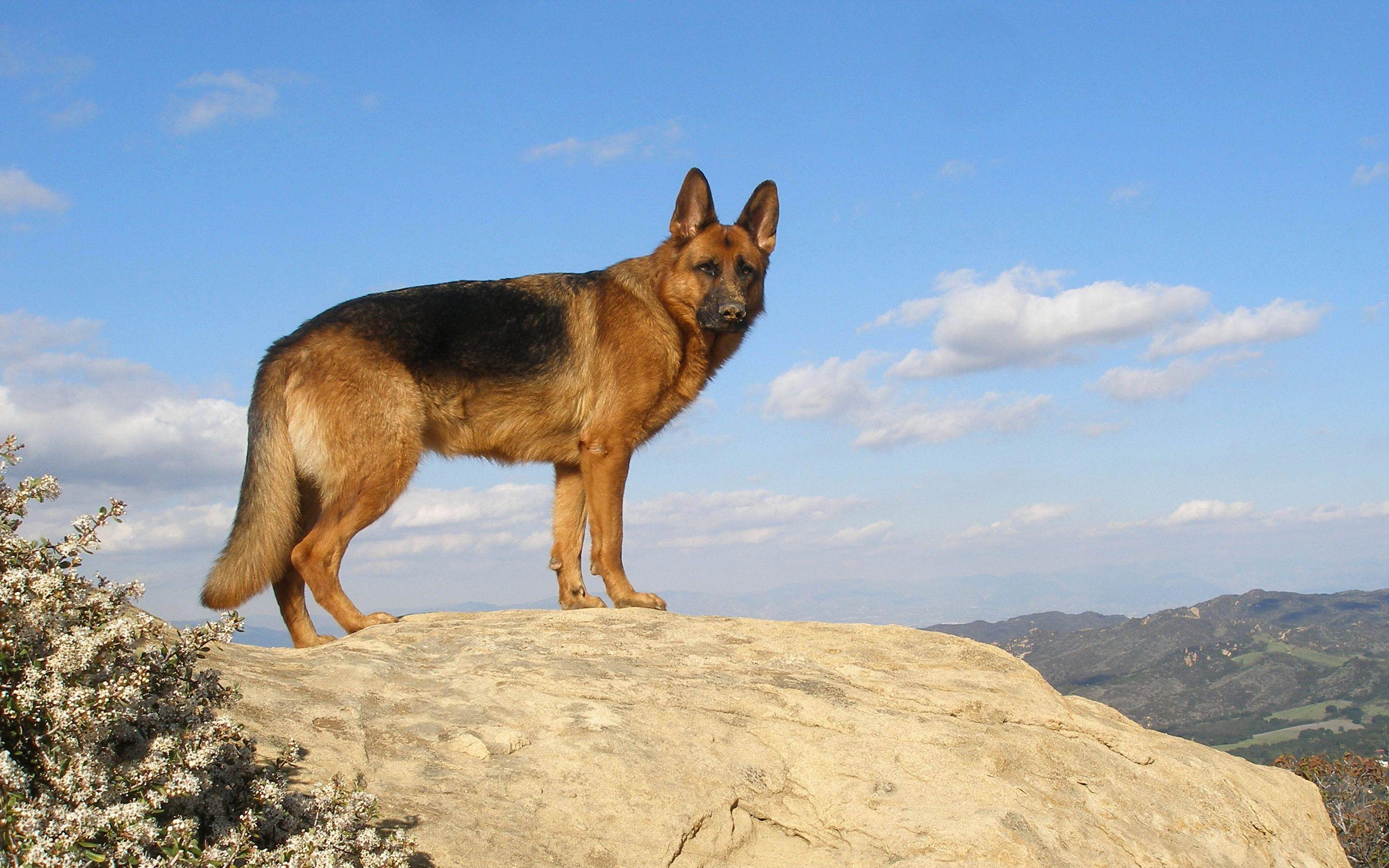 German Shepherd Desktop Wallpapers - Top Free German Shepherd Desktop ...