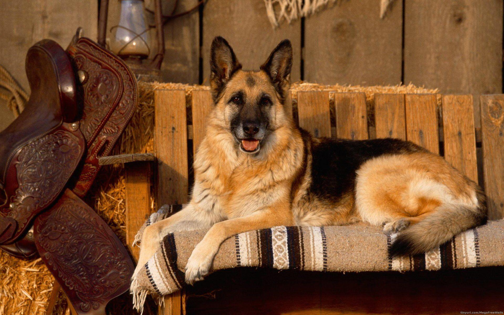 German Shepherd Desktop Wallpapers - Top Free German Shepherd Desktop ...