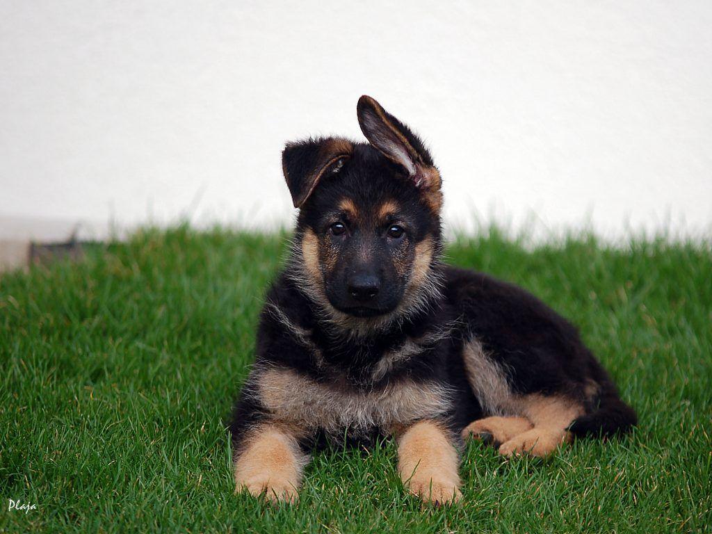 German Shepherd Dog Wallpapers - Top Những Hình Ảnh Đẹp