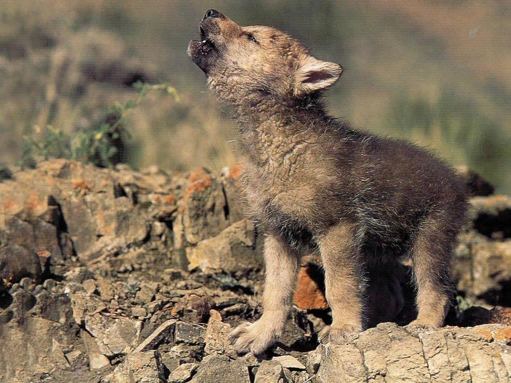 Wolf Pup Wallpapers - Top Free Wolf Pup Backgrounds - WallpaperAccess