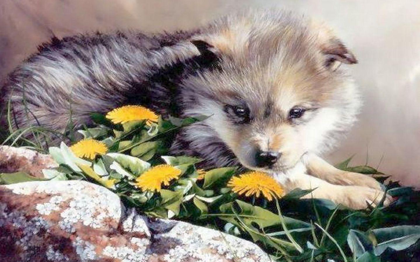 Wolf Pup Wallpapers - Top Free Wolf Pup Backgrounds - WallpaperAccess