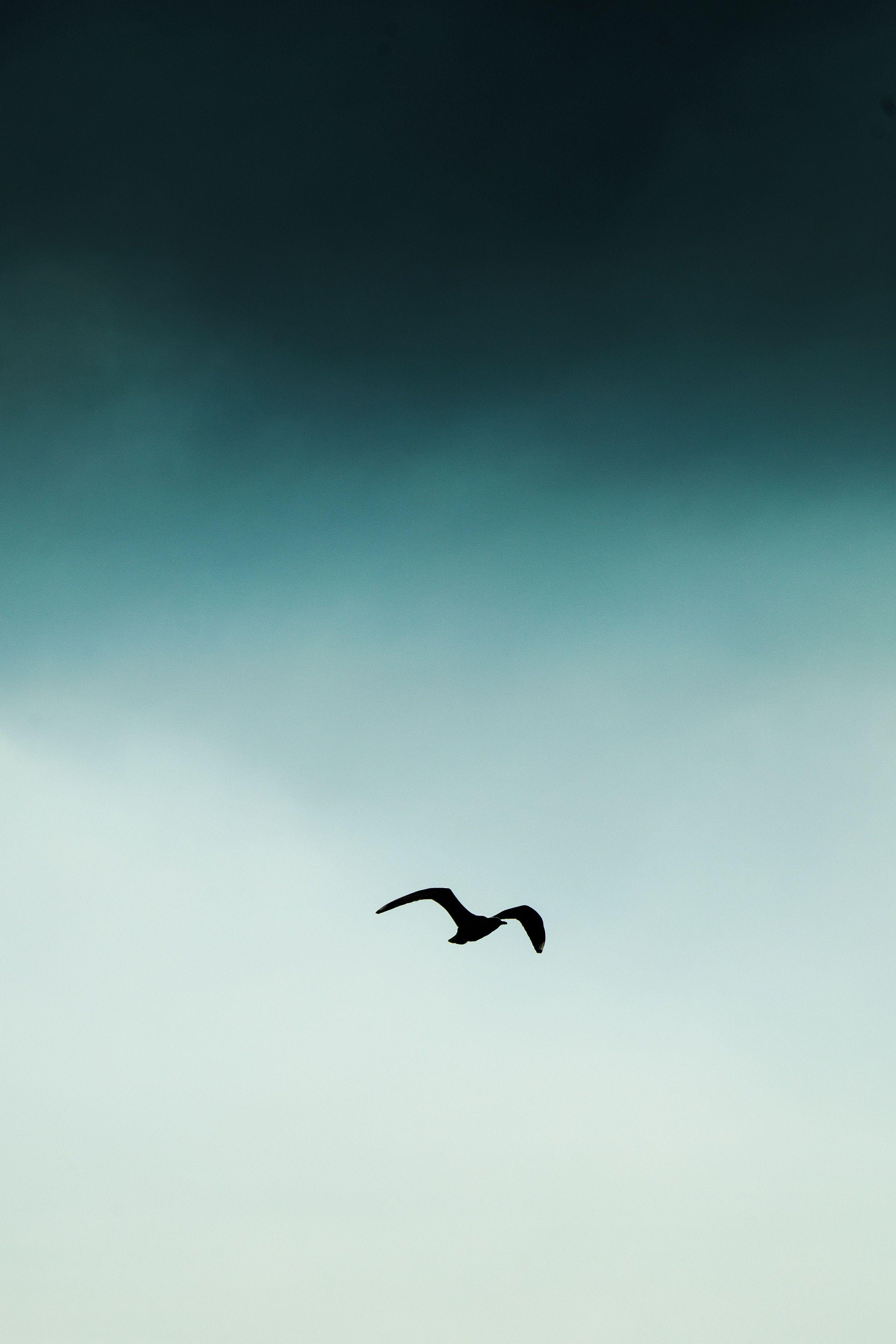 Birds Aesthetic Wallpapers - Top Free Birds Aesthetic Backgrounds ...