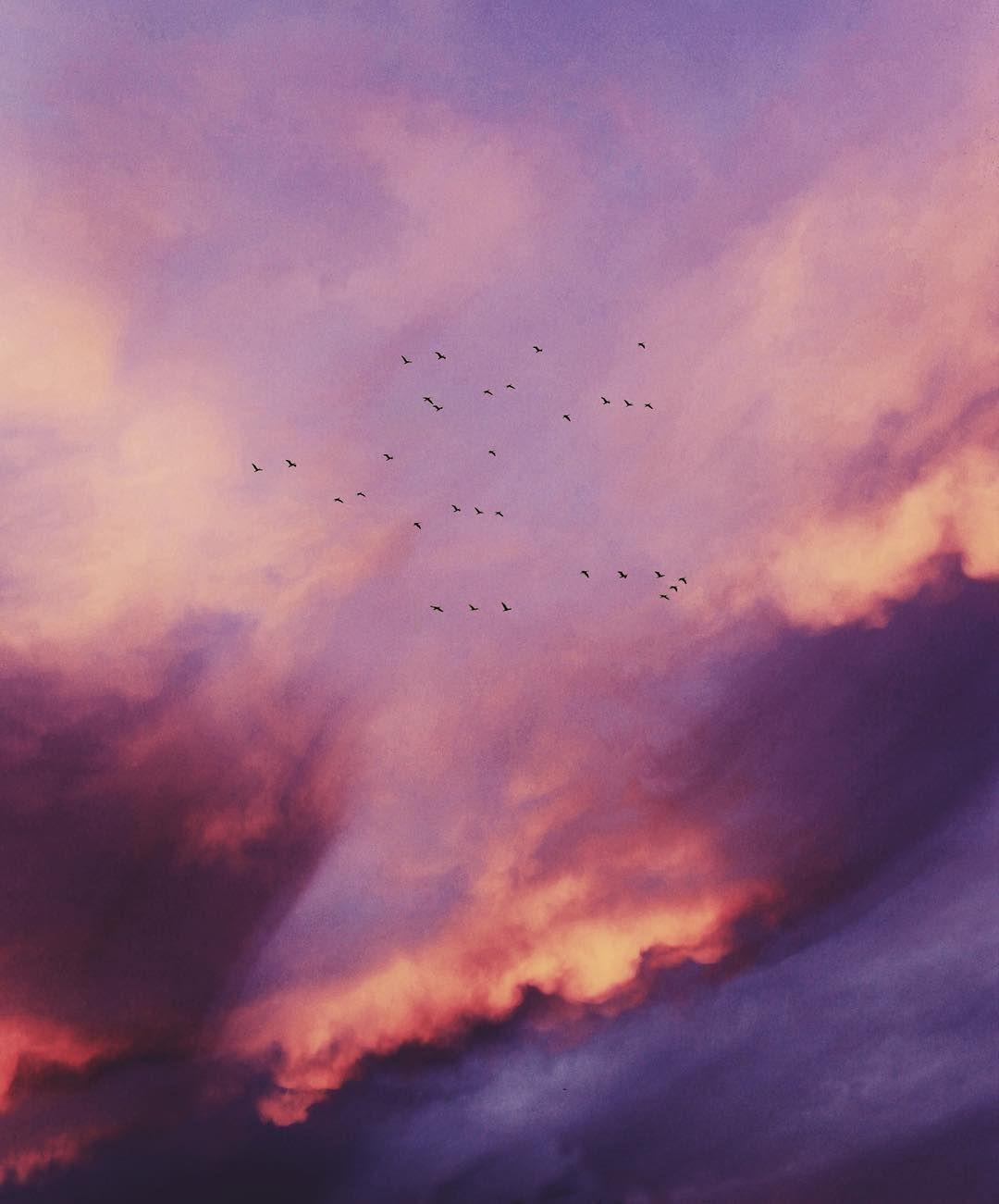 Birds Aesthetic Wallpapers - Top Free Birds Aesthetic Backgrounds ...