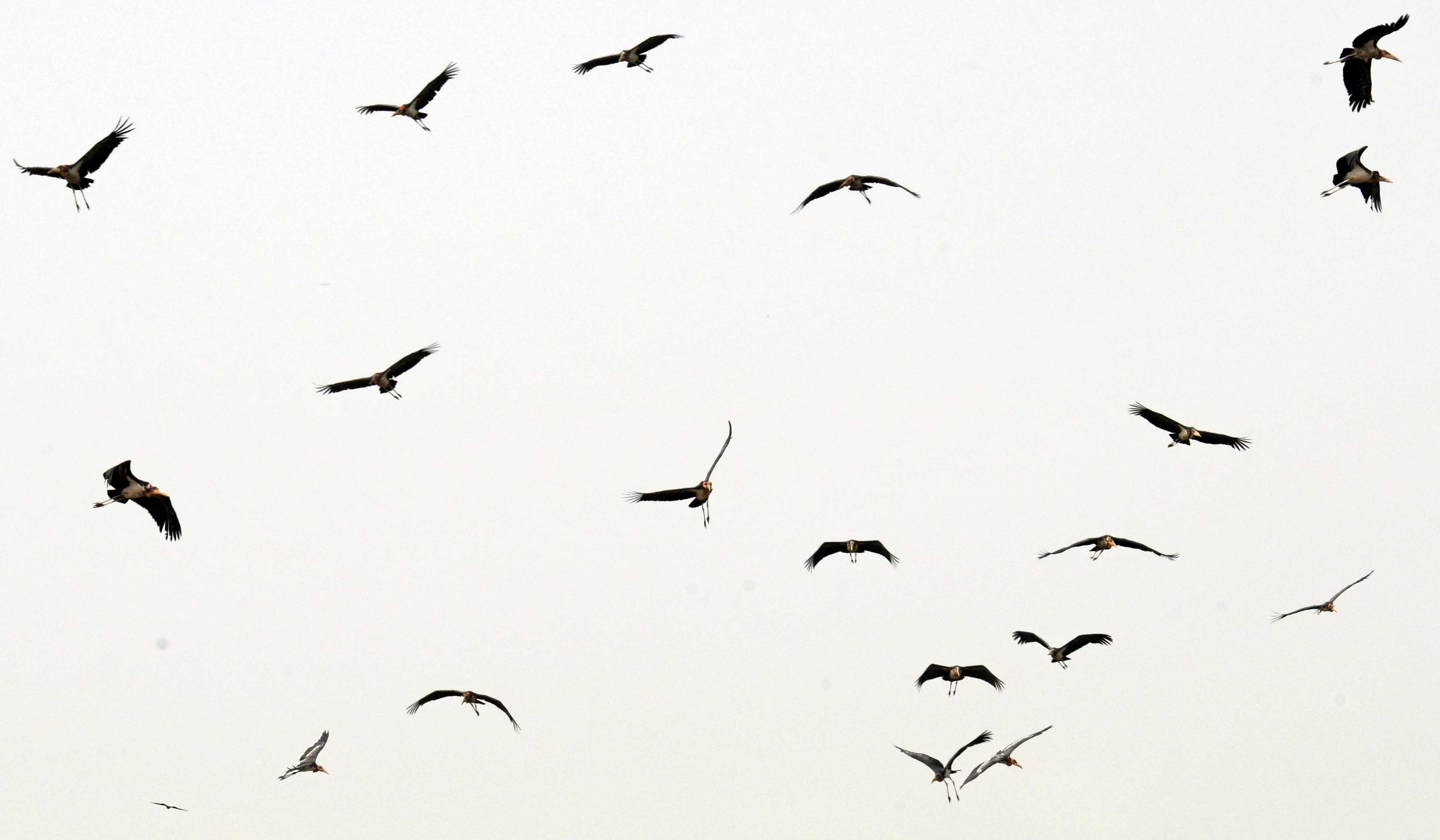 Birds Aesthetic Wallpapers - Top Free Birds Aesthetic Backgrounds ...