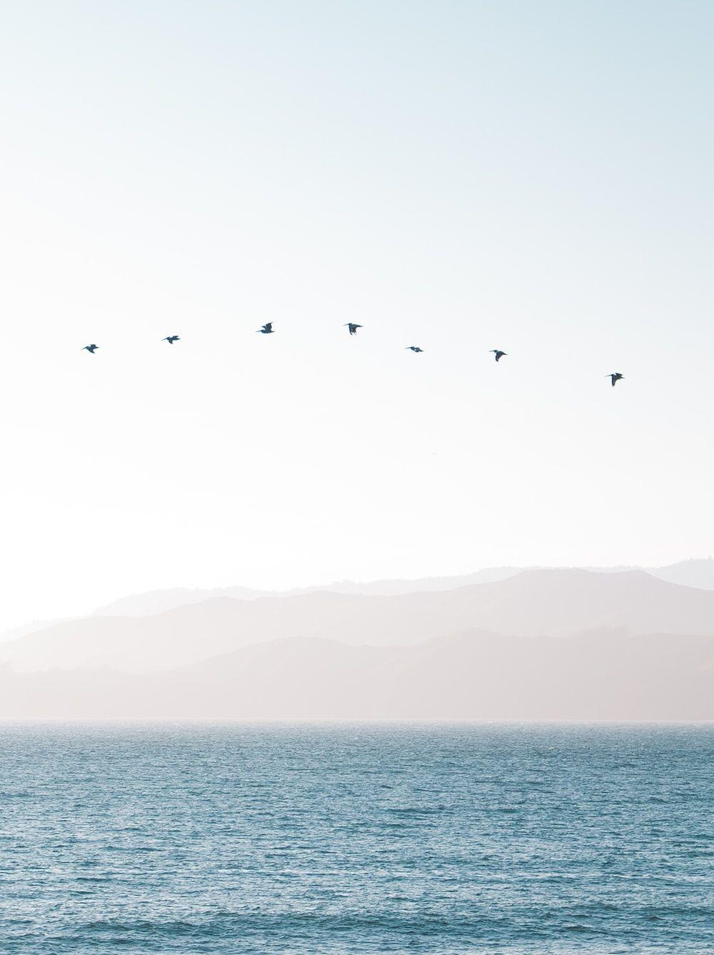 Birds Aesthetic Wallpapers - Top Free Birds Aesthetic Backgrounds ...