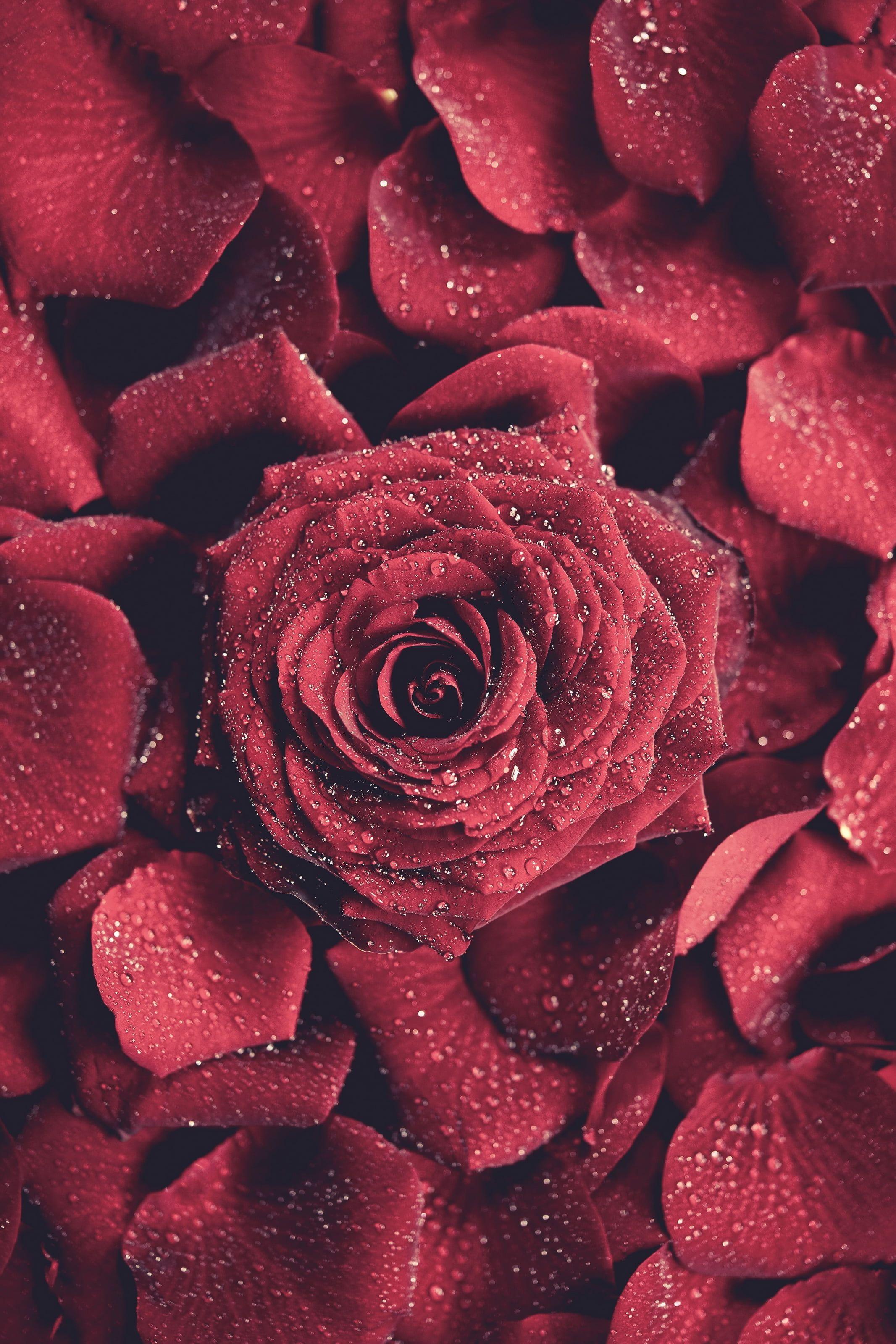 Red Roses HD Wallpapers - Top Free Red Roses HD Backgrounds ...