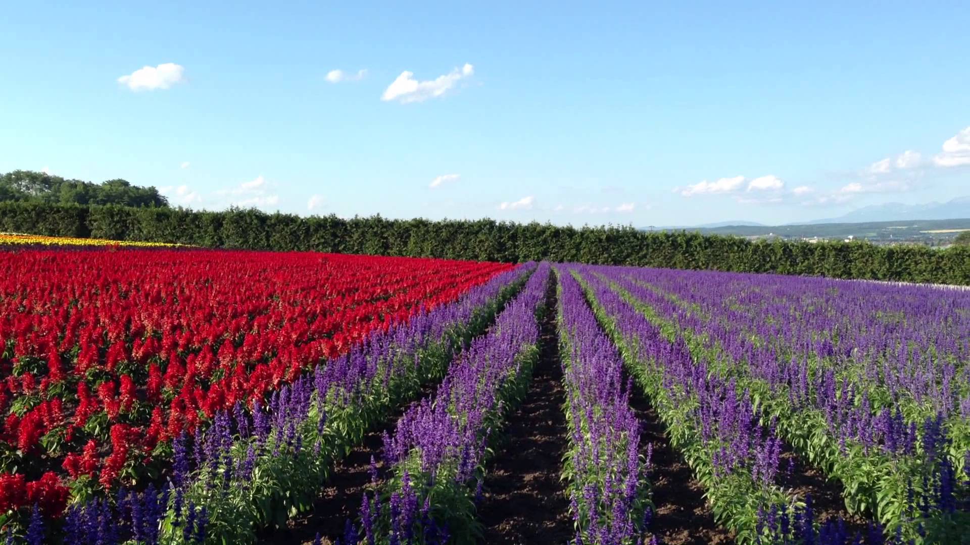 Japanese Farm Wallpapers - Top Free Japanese Farm Backgrounds ...