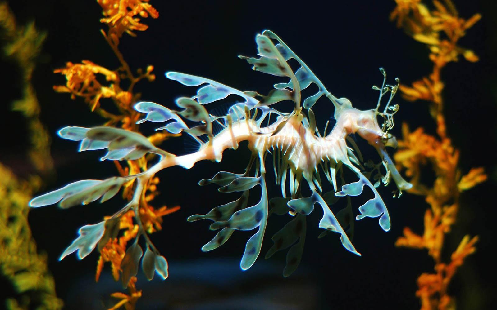 Sea Dragon Wallpapers - Top Free Sea Dragon Backgrounds - WallpaperAccess